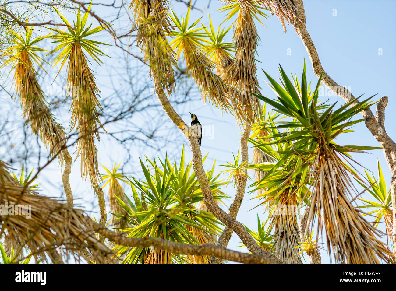 Palm Trees and Blue Sky, Catalina Island Conservancy, California Stock ...