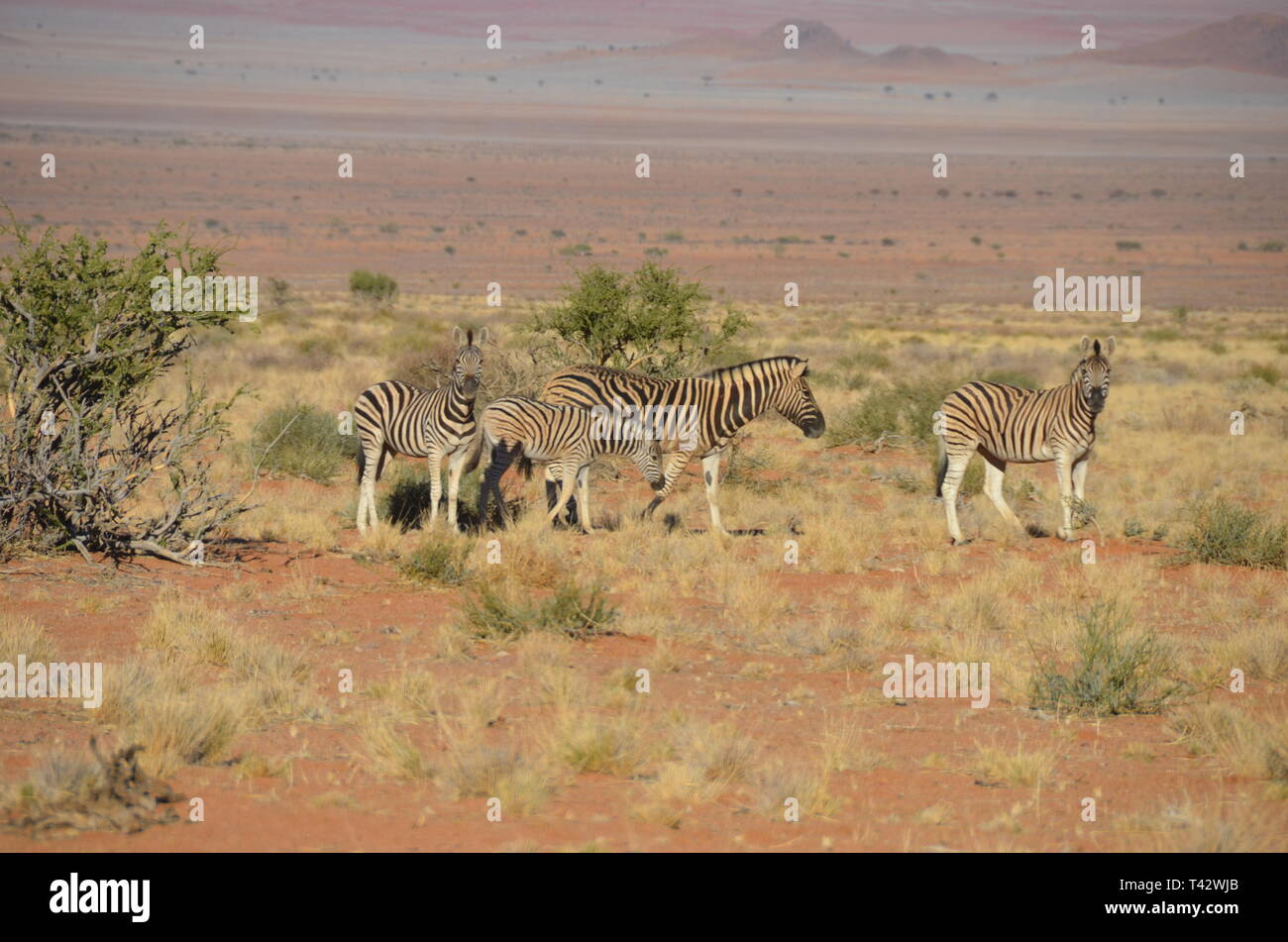 Beautiful landscape view in Namibia, Africa Stock Photo - Alamy