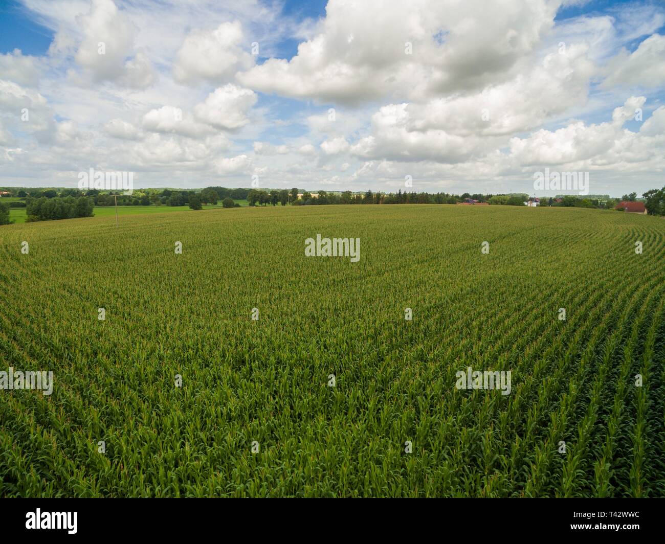 Corn field plantation aerial hi-res stock photography and images - Alamy