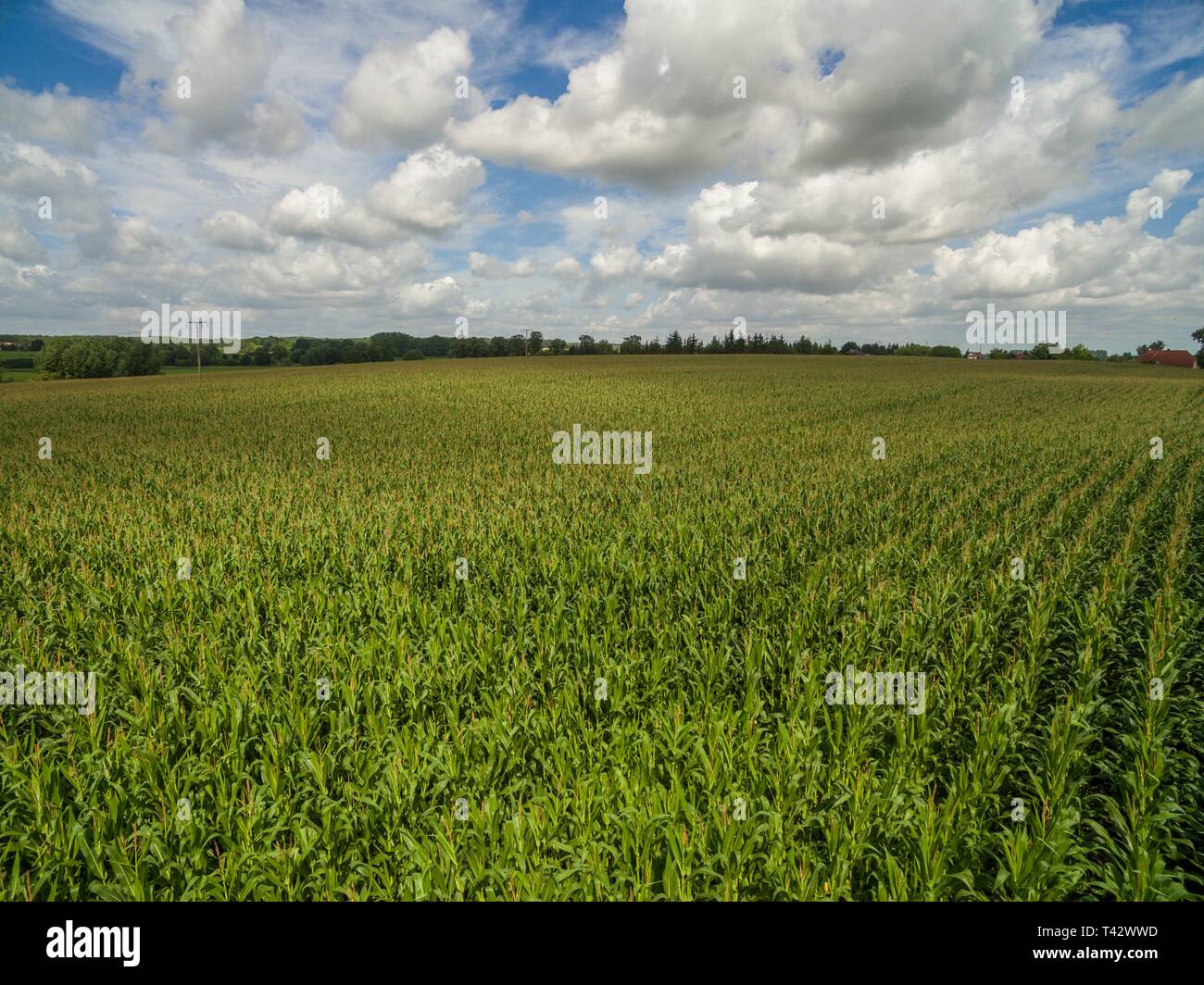 aerial view of green corn plants in a corn field in germany Stock Photo ...