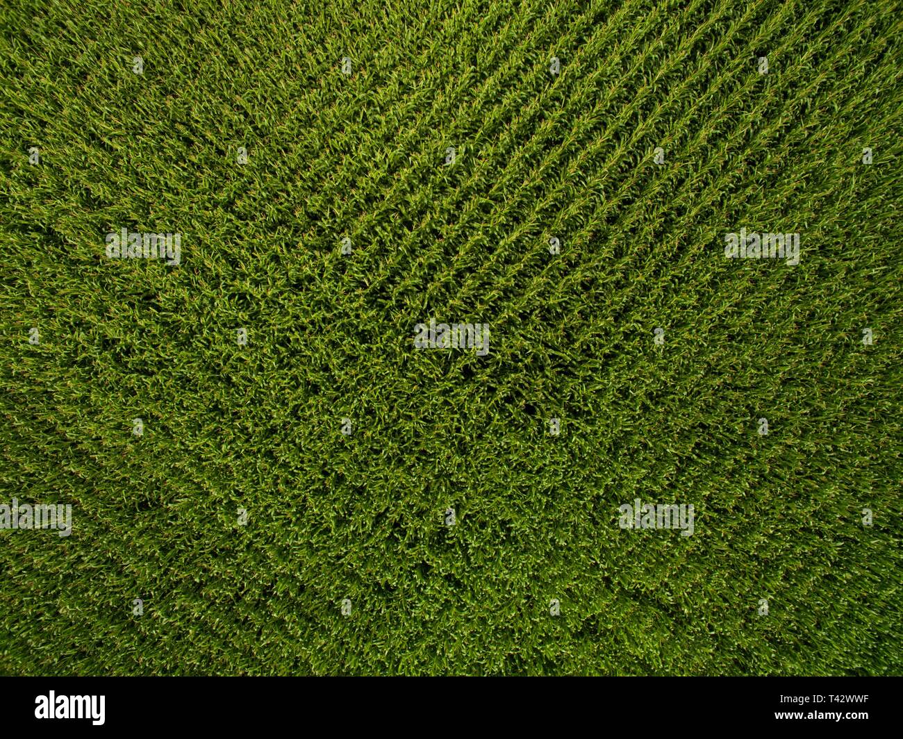 aerial view top view of green corn plants in a corn field in germany ...