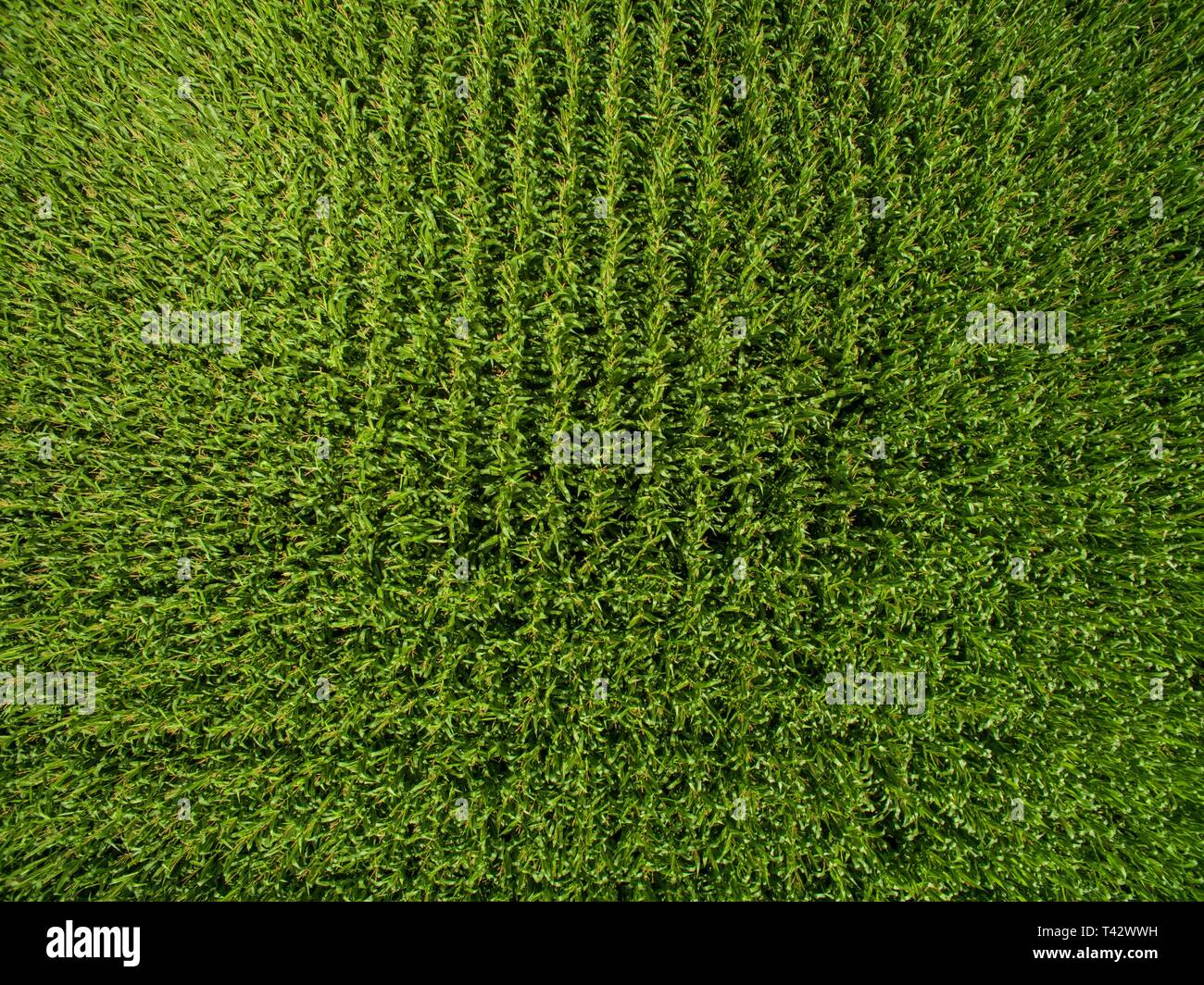aerial view top view of green corn plants in a corn field in germany ...