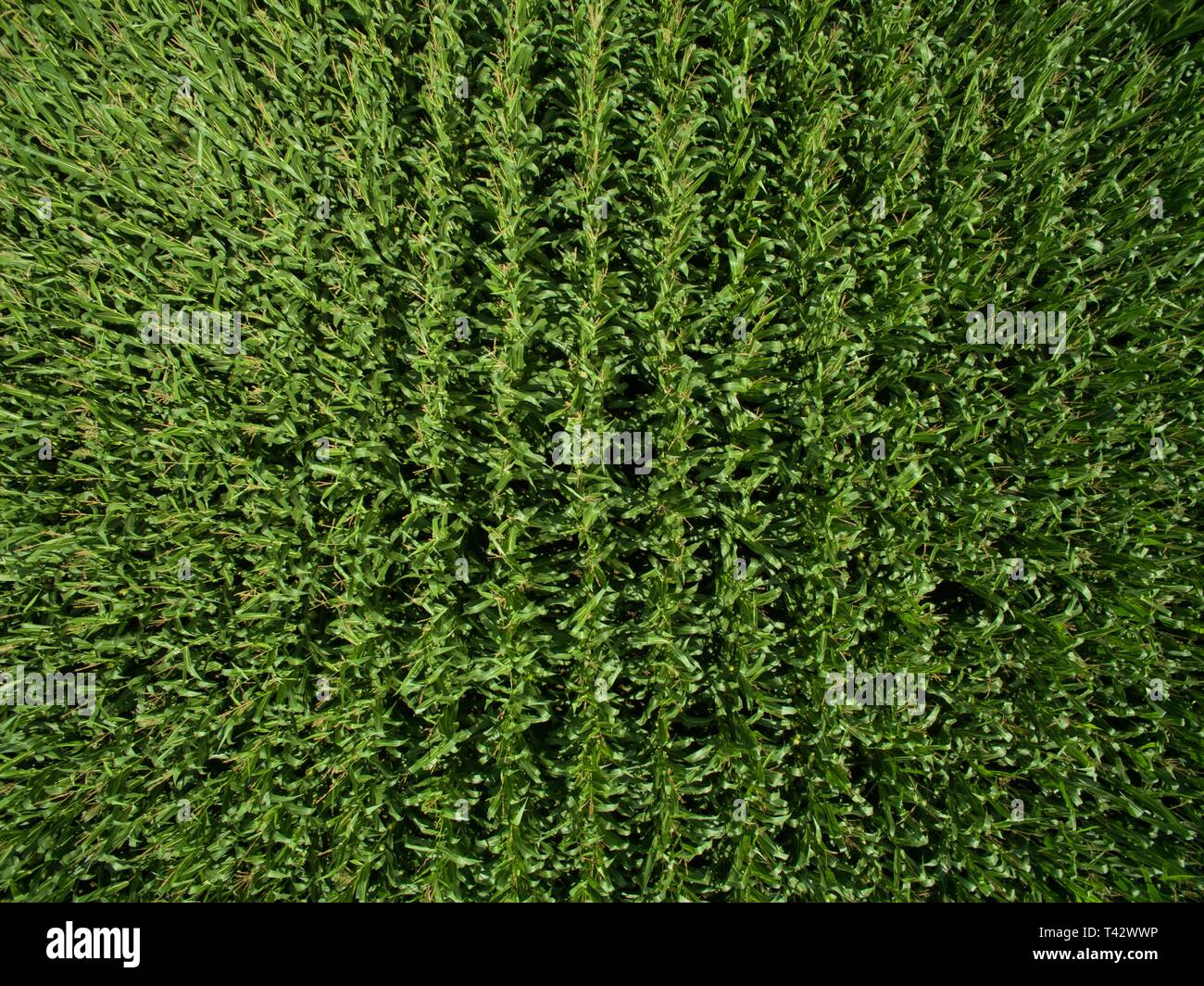 aerial view top view of green corn plants in a corn field in germany ...