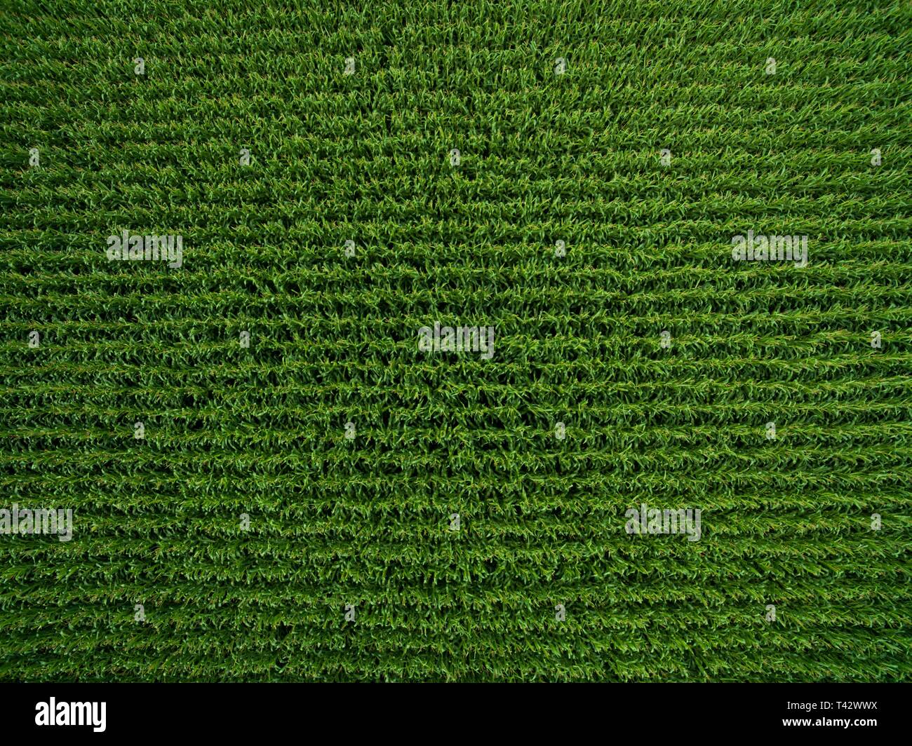 aerial view top view of green corn plants in a corn field in germany ...