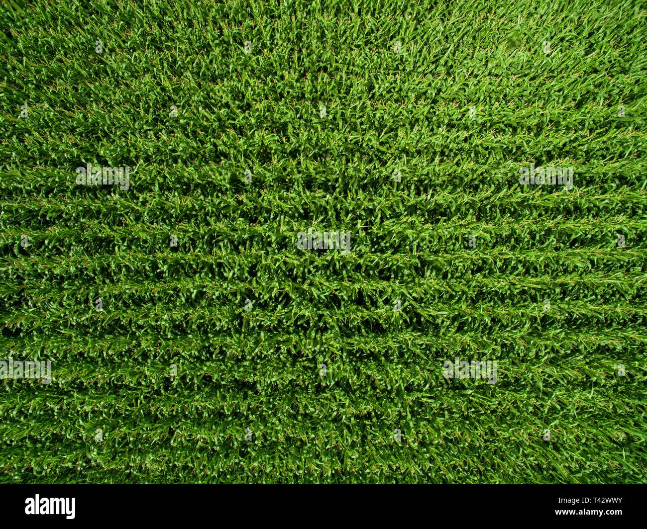 Crop green top view hi-res stock photography and images - Alamy