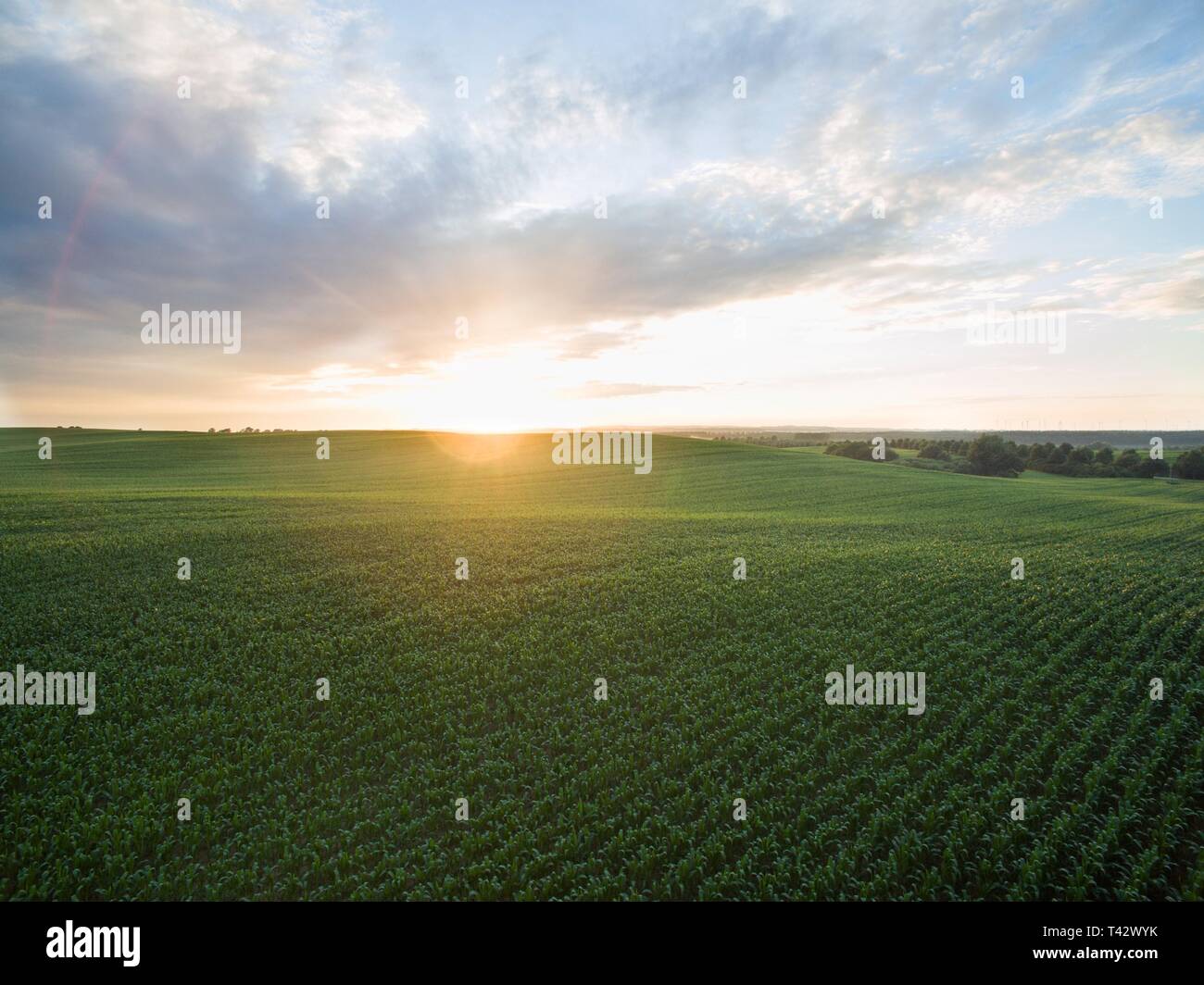 Dry corn agricultural fields hi-res stock photography and images - Alamy