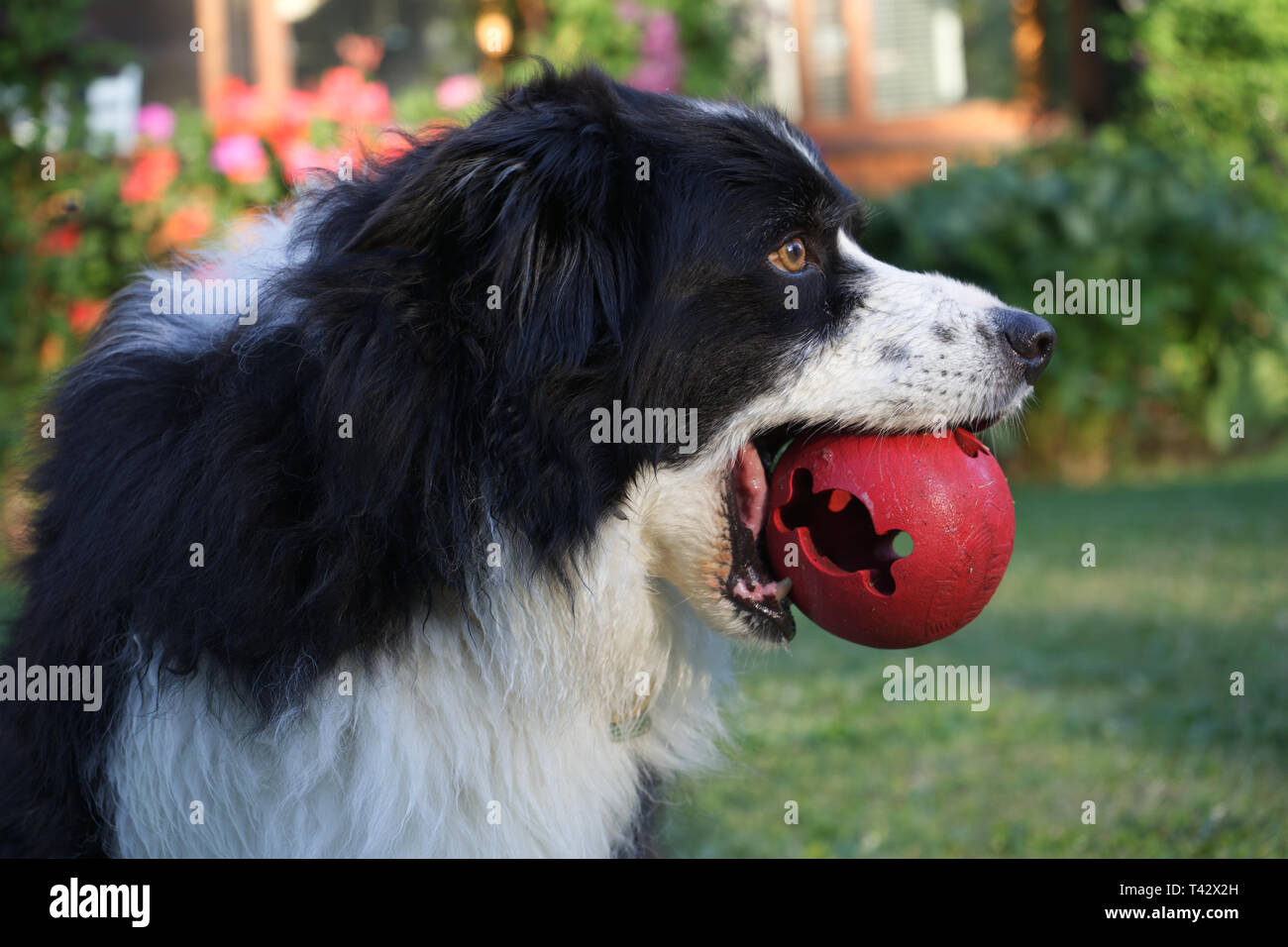 Dog with ball Stock Photo - Alamy