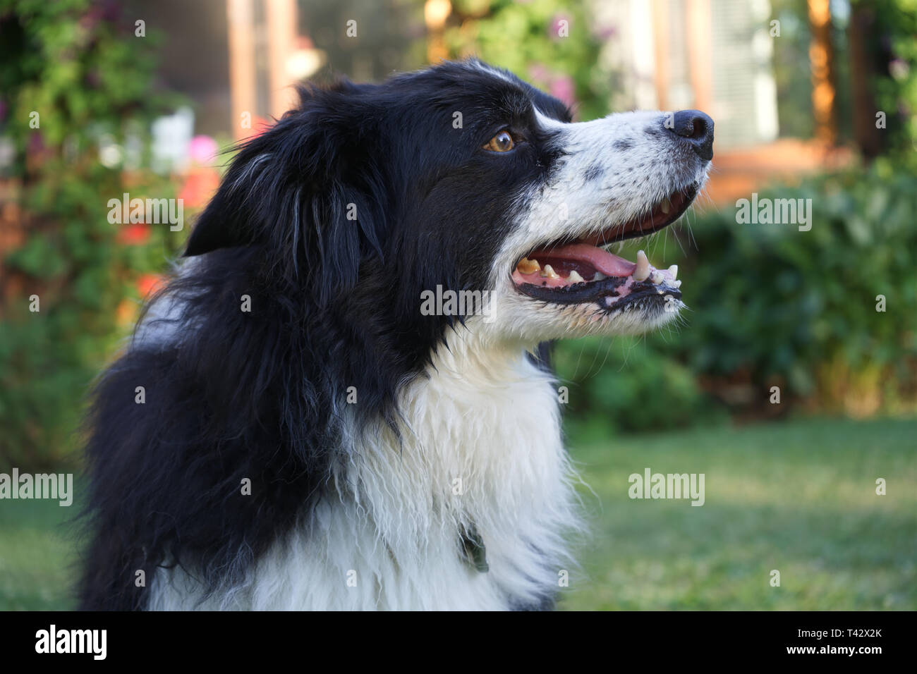 My dog , a Border Colley Stock Photo - Alamy