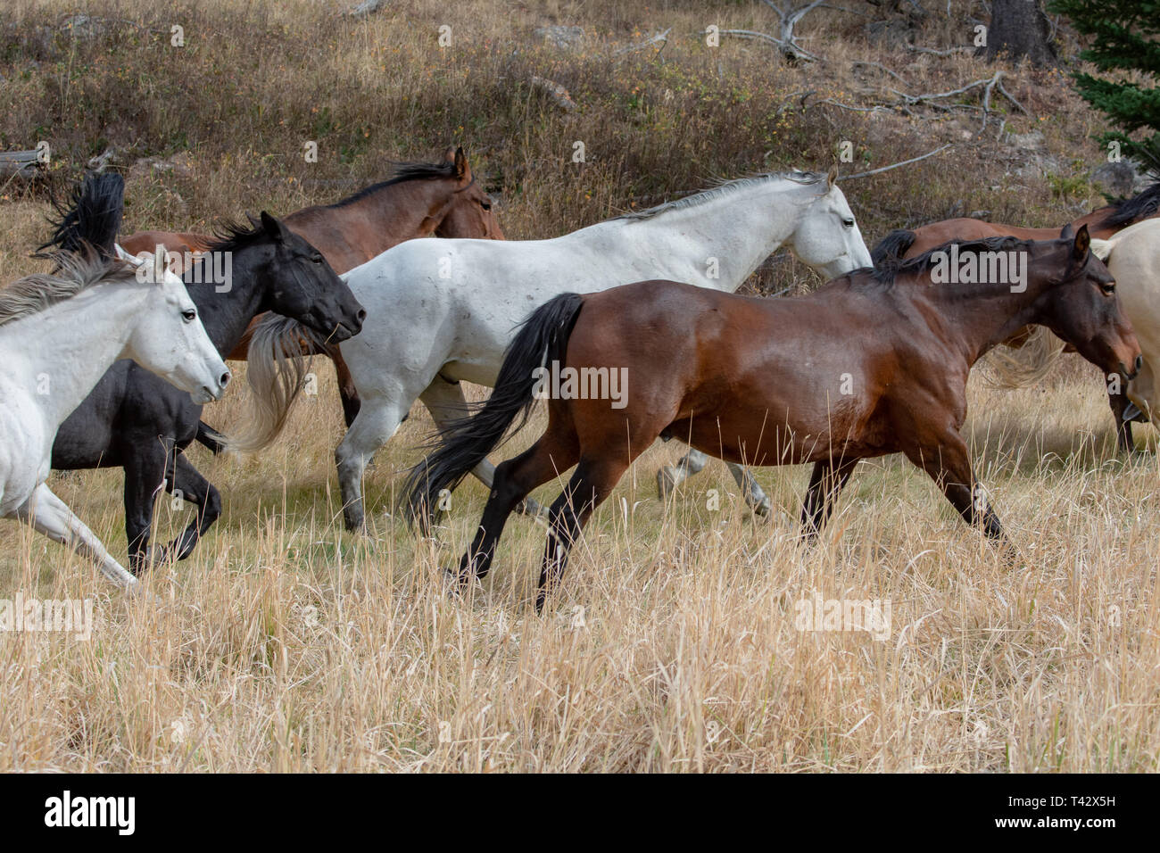 Wyoming ranch lifestyle hi-res stock photography and images - Alamy