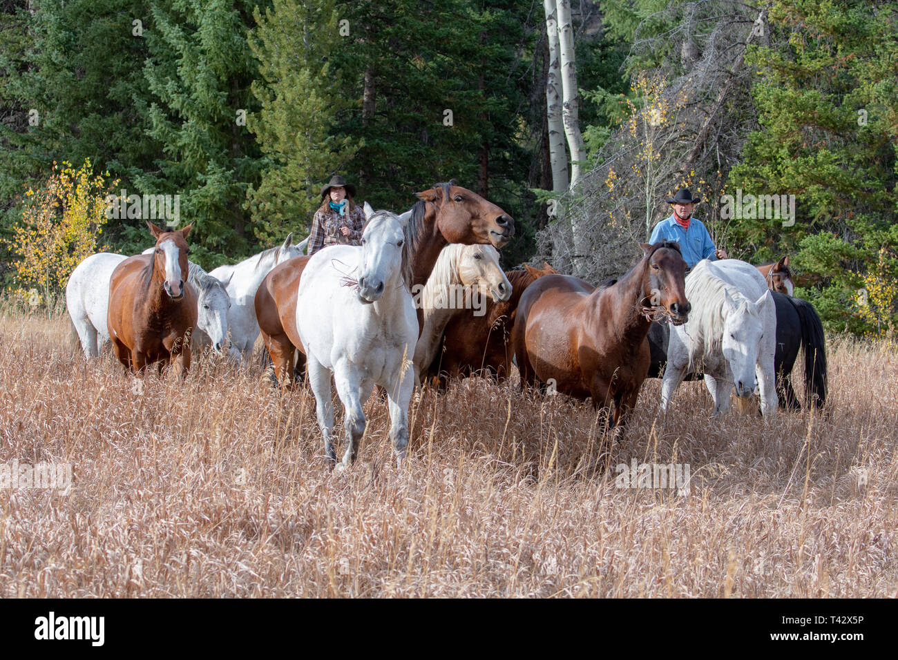 Cowboys in chaps hi-res stock photography and images - Alamy