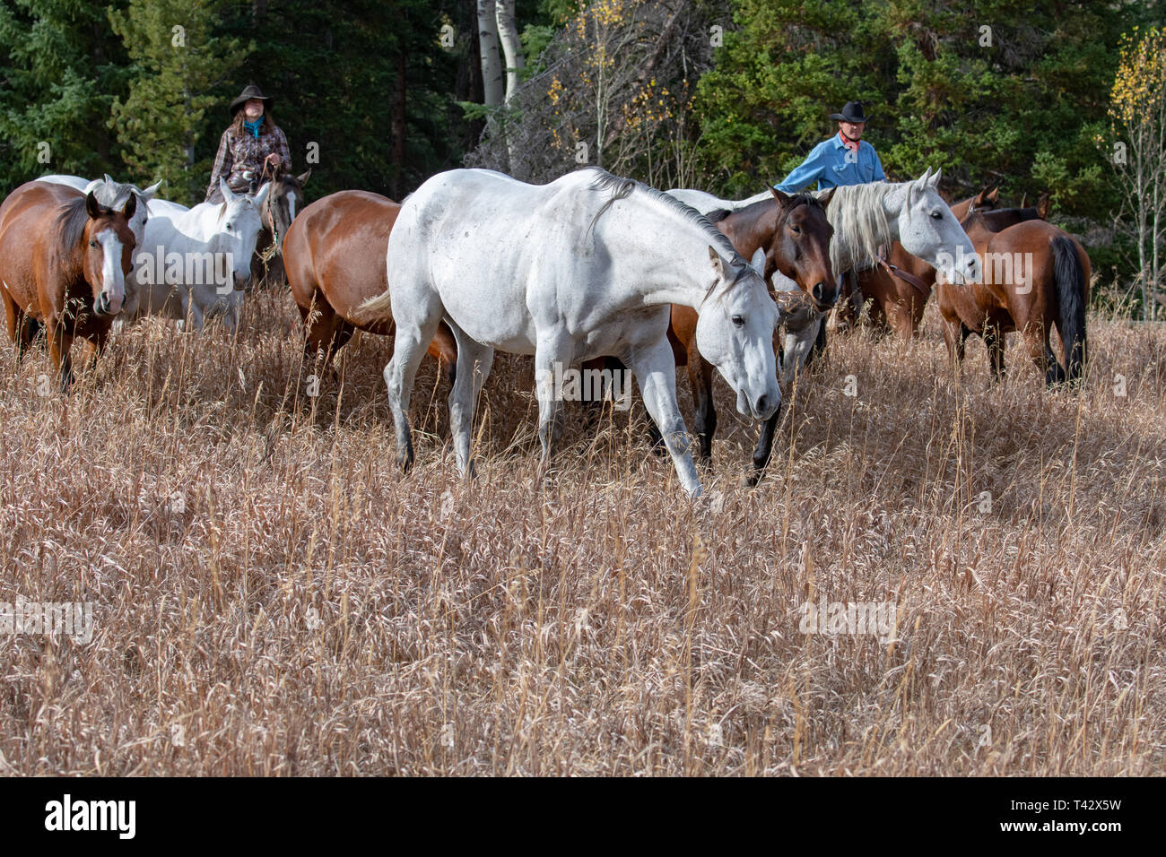 Cowboys in chaps hi-res stock photography and images - Alamy