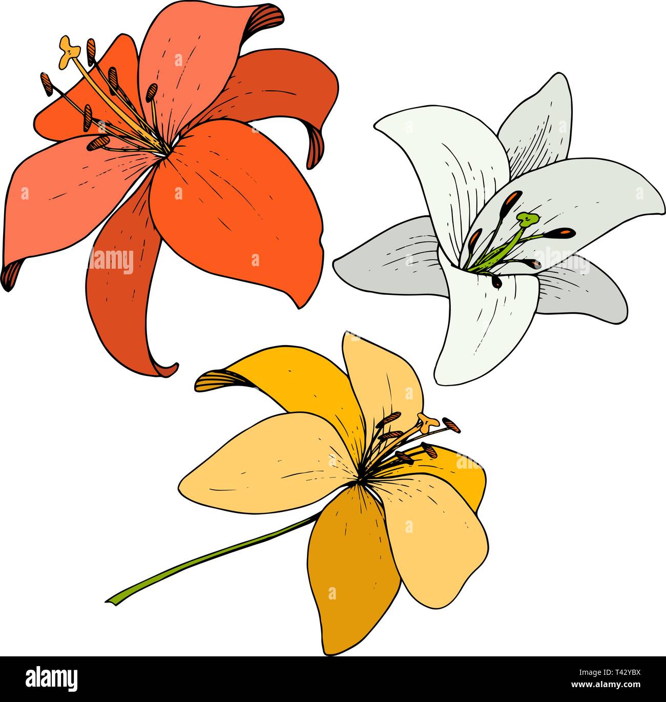 Vector Lily floral botanical flower. Engraved ink art on white ...