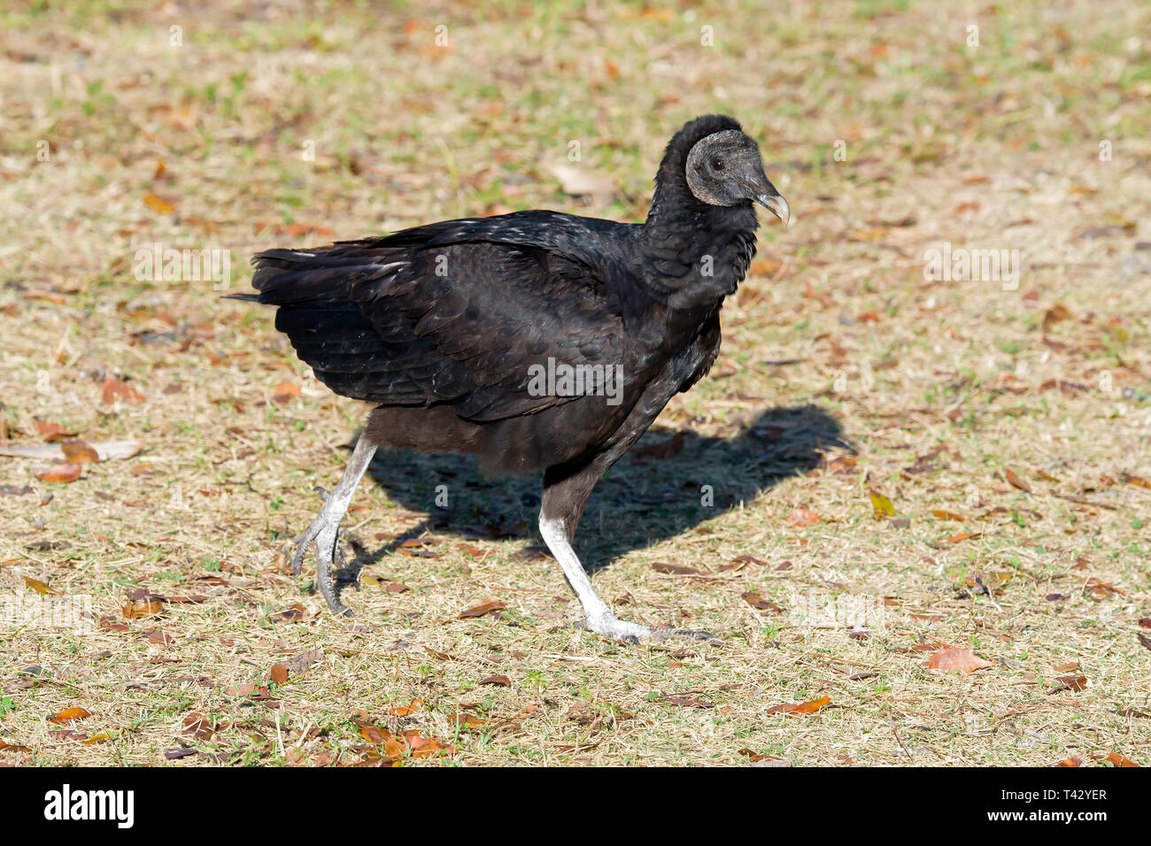 Black vulture (Coragyps atratus) walking in Everglades National Park ...