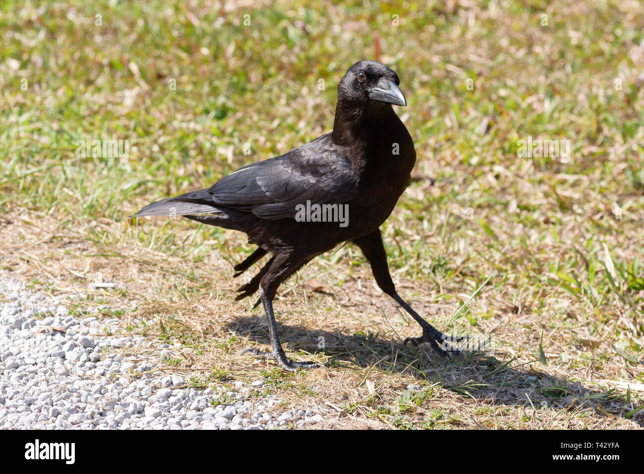American crow (Corvus brachyrhynchos) near Paurotis Pond in Everglades ...