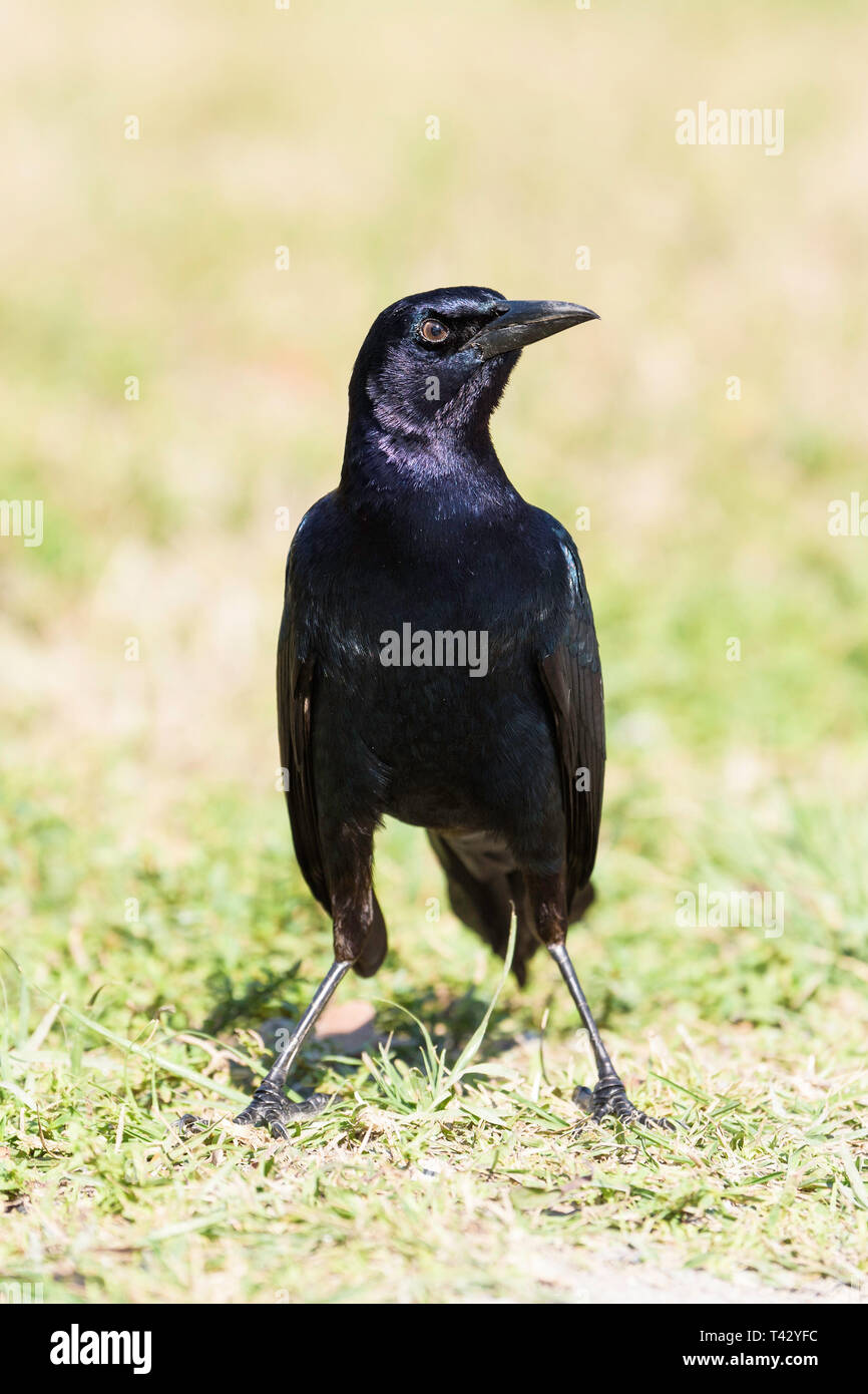 Male boat-tailed grackle (Quiscalus major), Florida, USA Stock Photo ...
