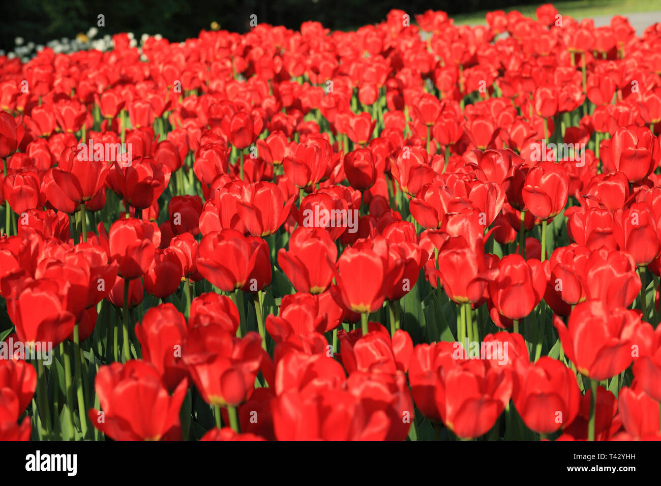 Red Tulip at Spring Stock Photo - Alamy