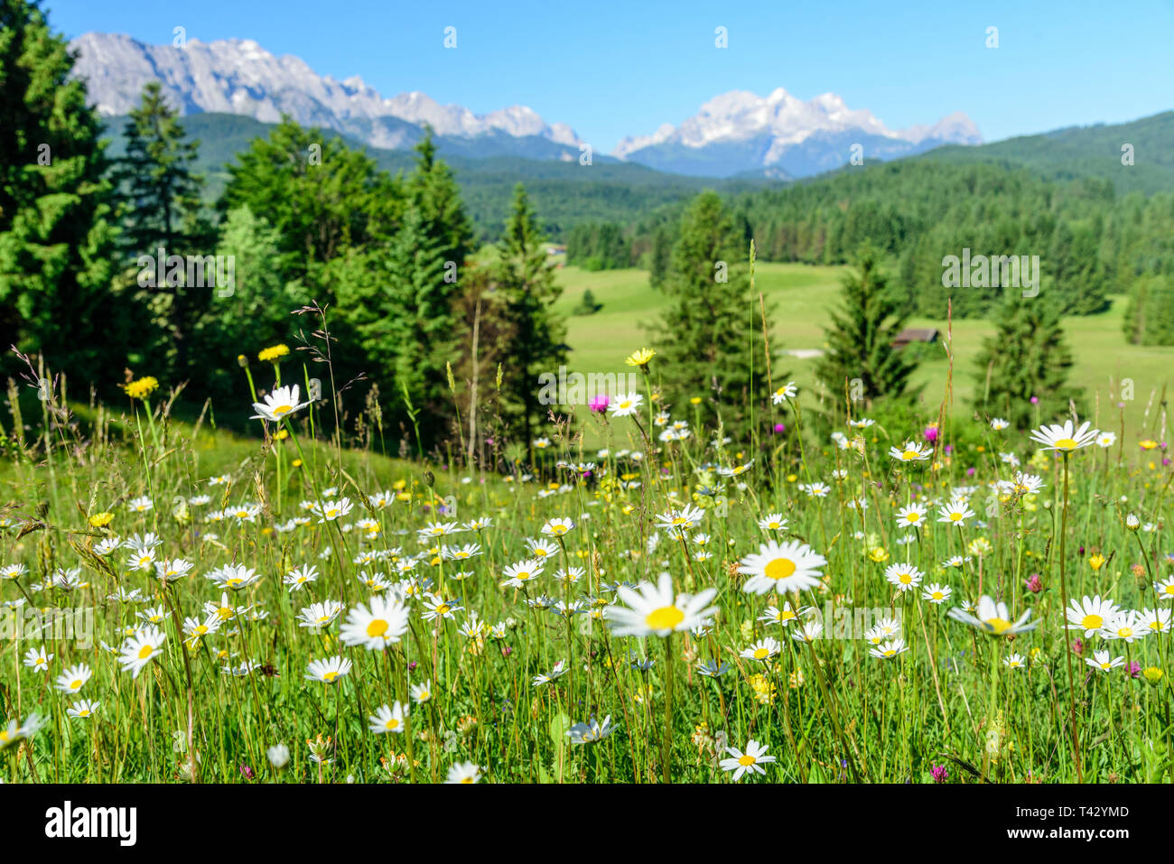 Springtime in bavarian alps near Krün at the Buckelwiesen Stock Photo ...