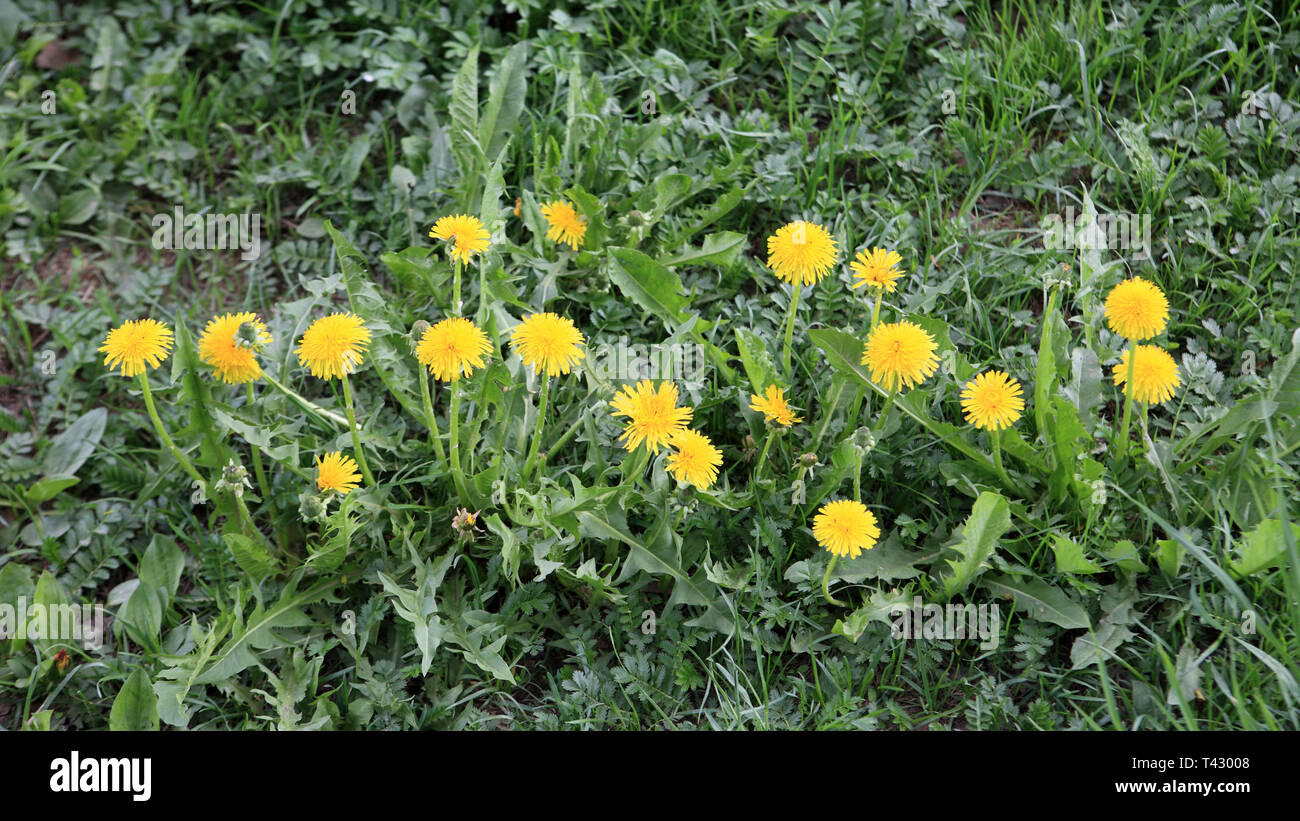 Dandelion at Spring Stock Photo - Alamy
