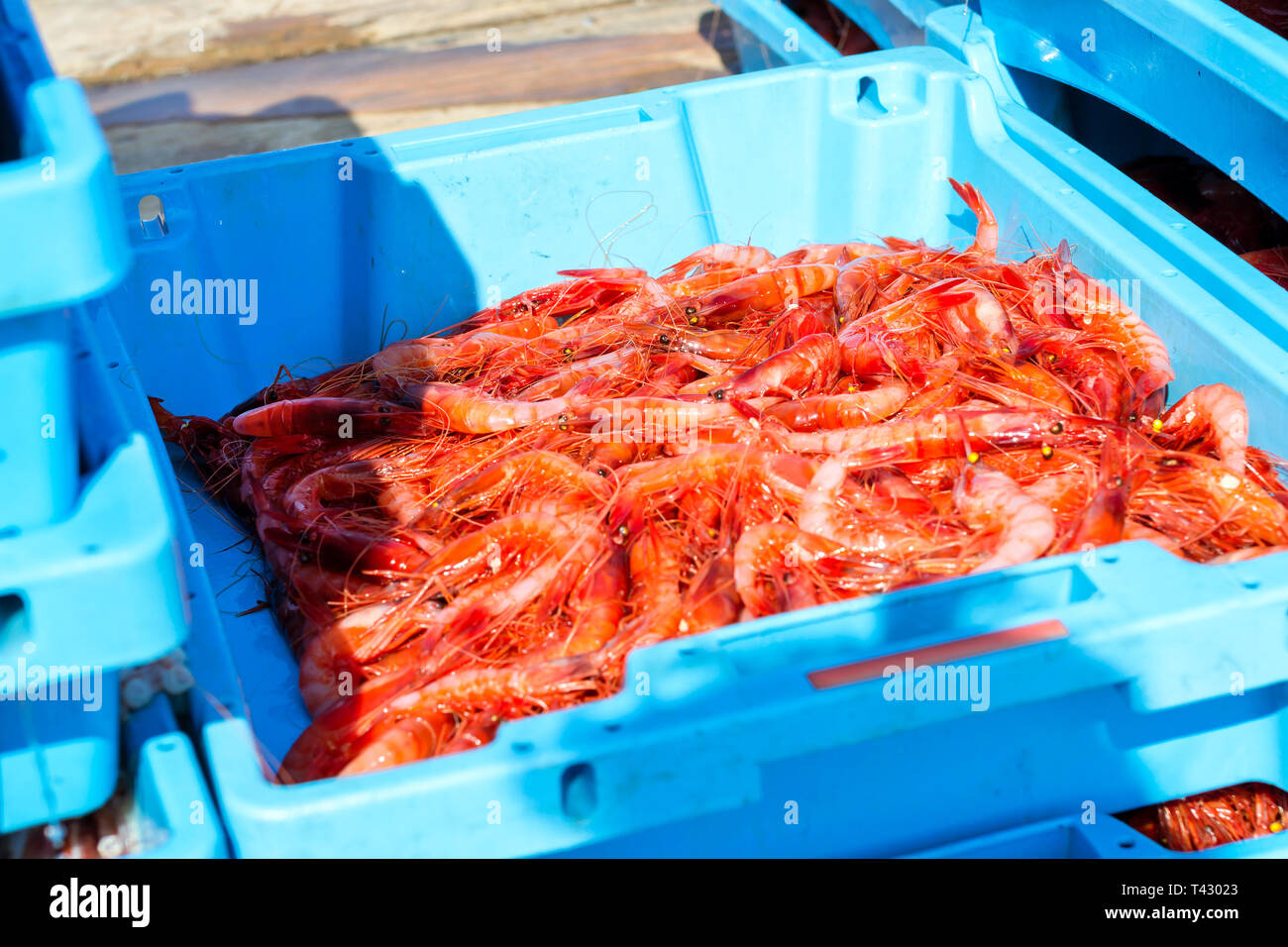 Royal fish hi-res stock photography and images - Alamy