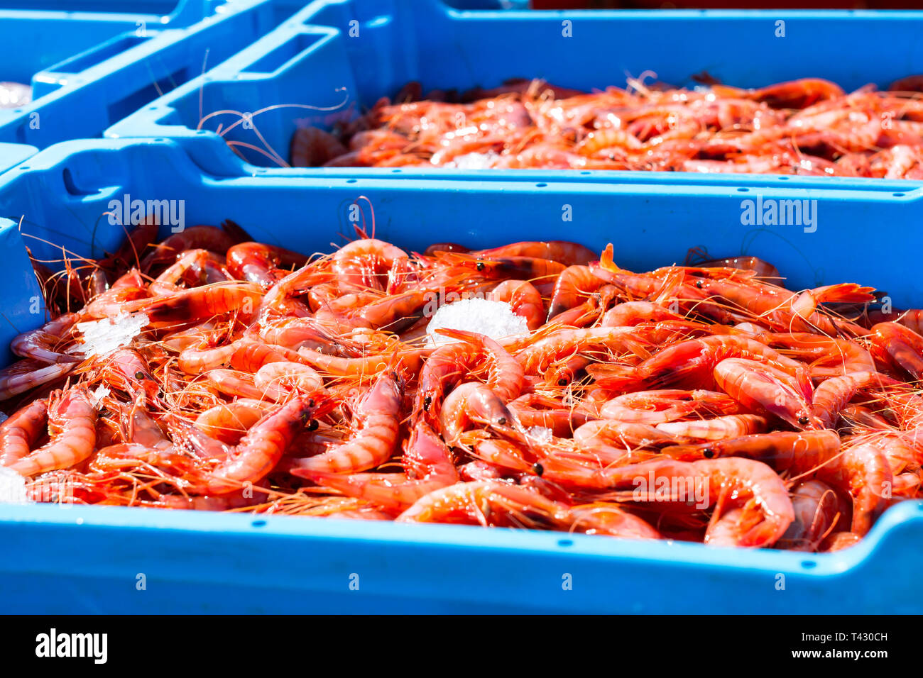 Blue plastic containers with catch of sea Royal shrimps, ocean prawns ...