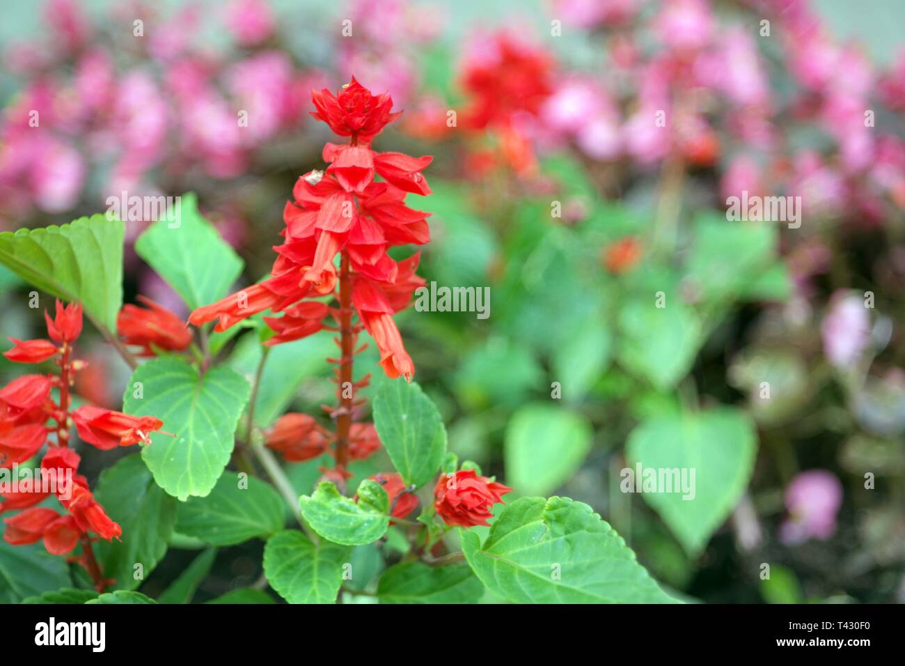 red little flowers Stock Photo - Alamy
