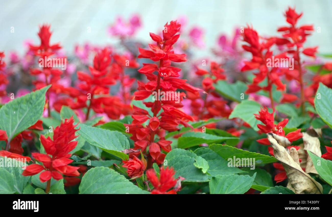 red little flowers Stock Photo - Alamy