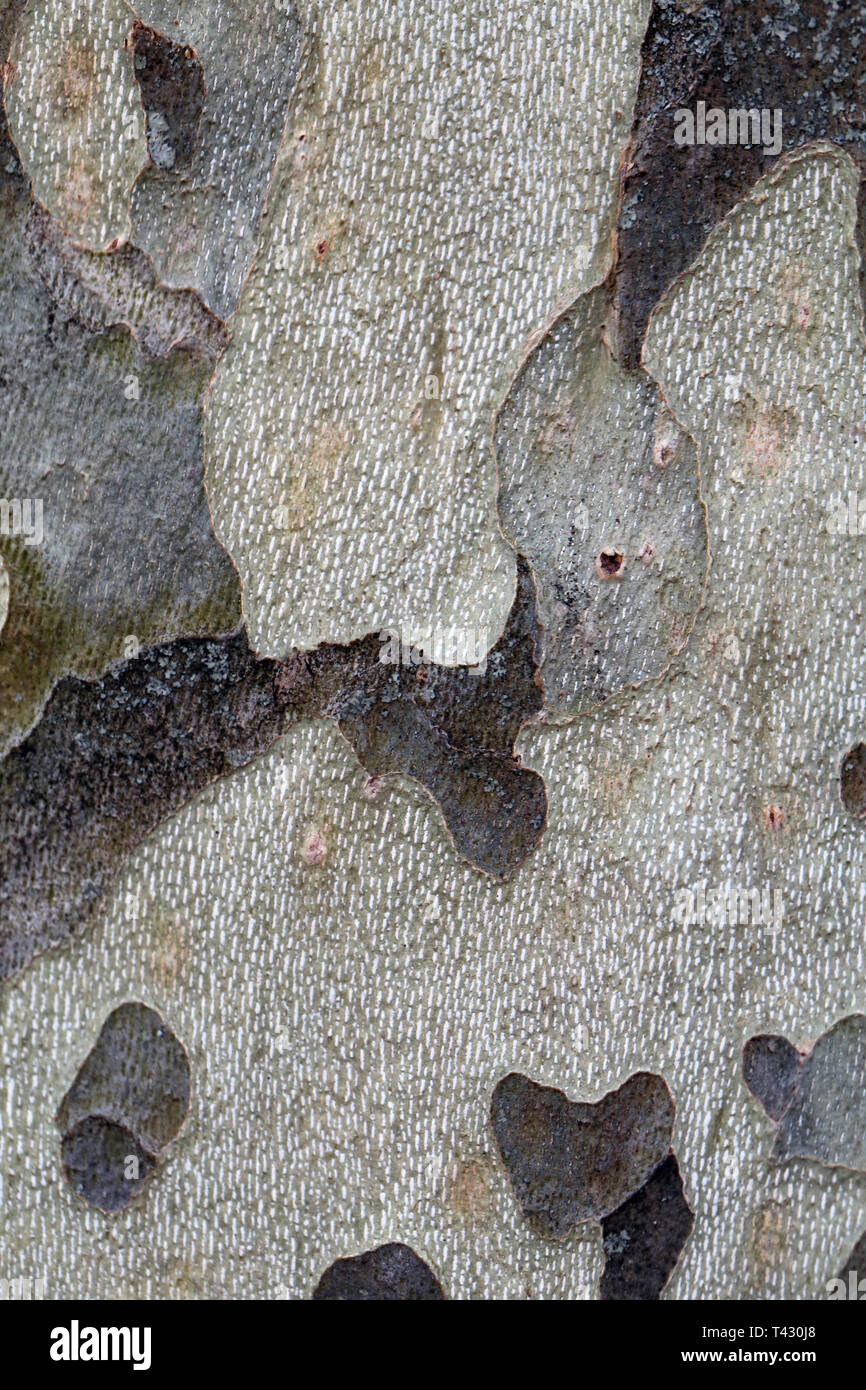 Platane tree hi-res stock photography and images - Alamy