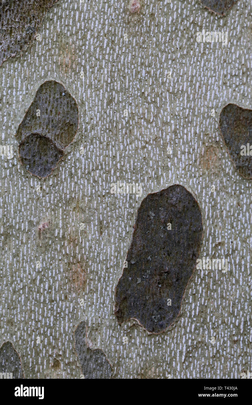 Platane tree hi-res stock photography and images - Alamy