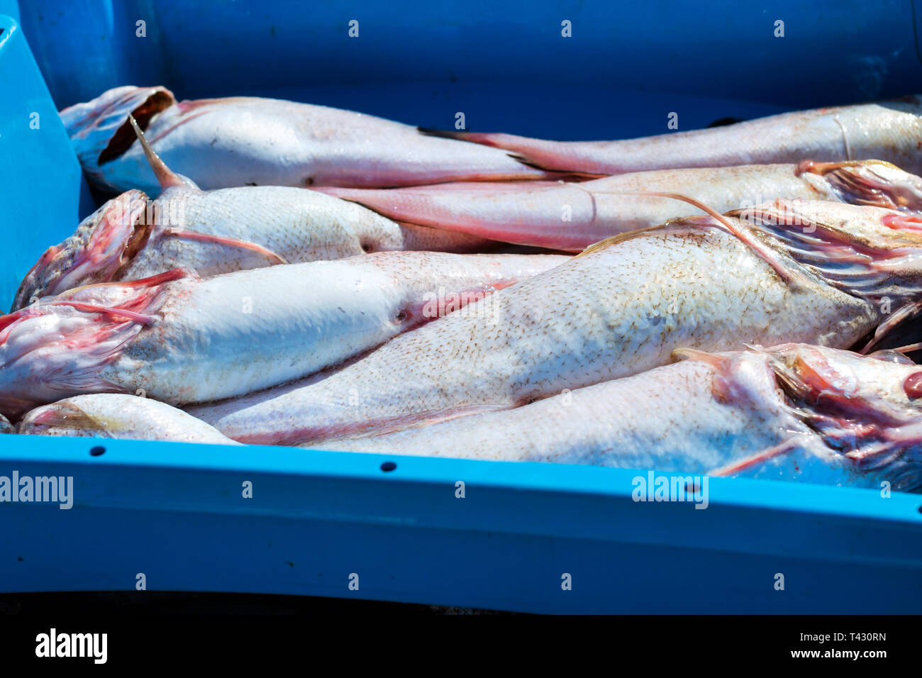 Blue plastic containers with catch of sea fish, ocean delicacies ...