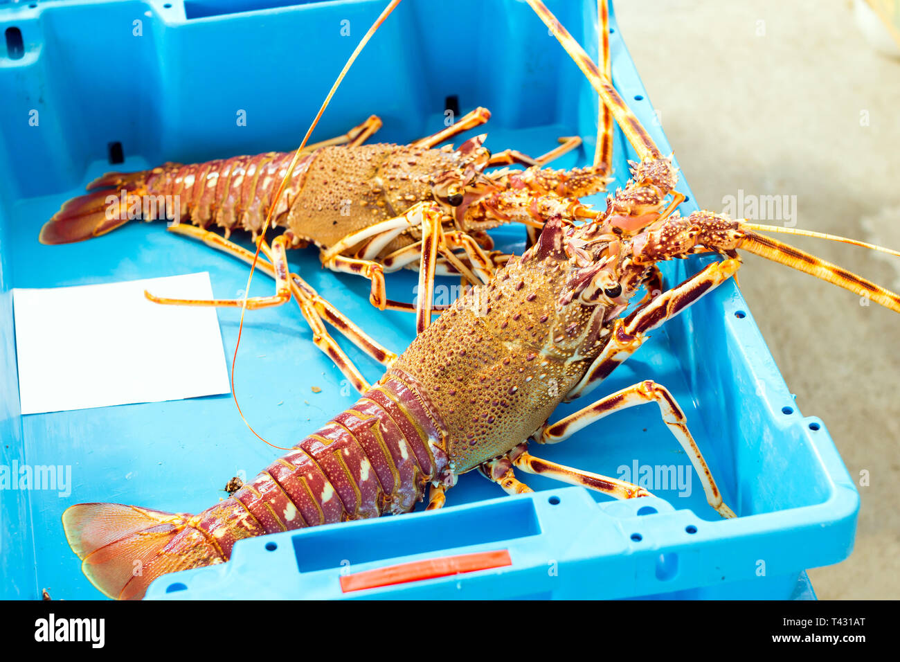 Blue plastic containers with catch of seafood, omar, lobster, crayfish ...