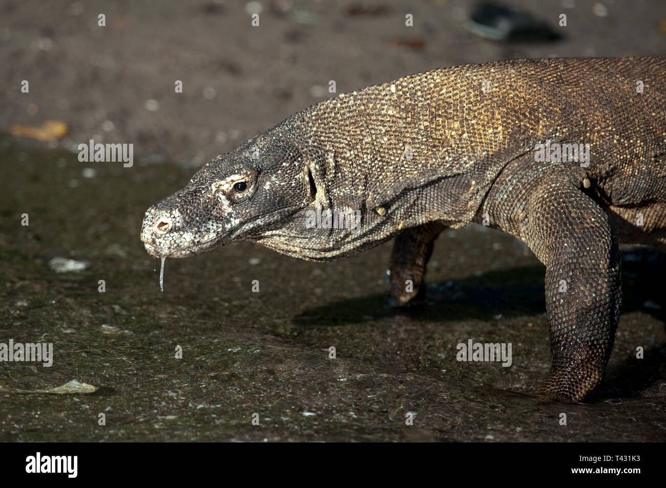 Komodo Dragon drooling, Varanus komodoensis, on beach by sea, Horseshoe ...