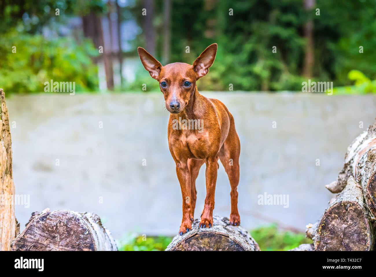 Outdoor portrait of a red miniature pinscher dog Stock Photo - Alamy