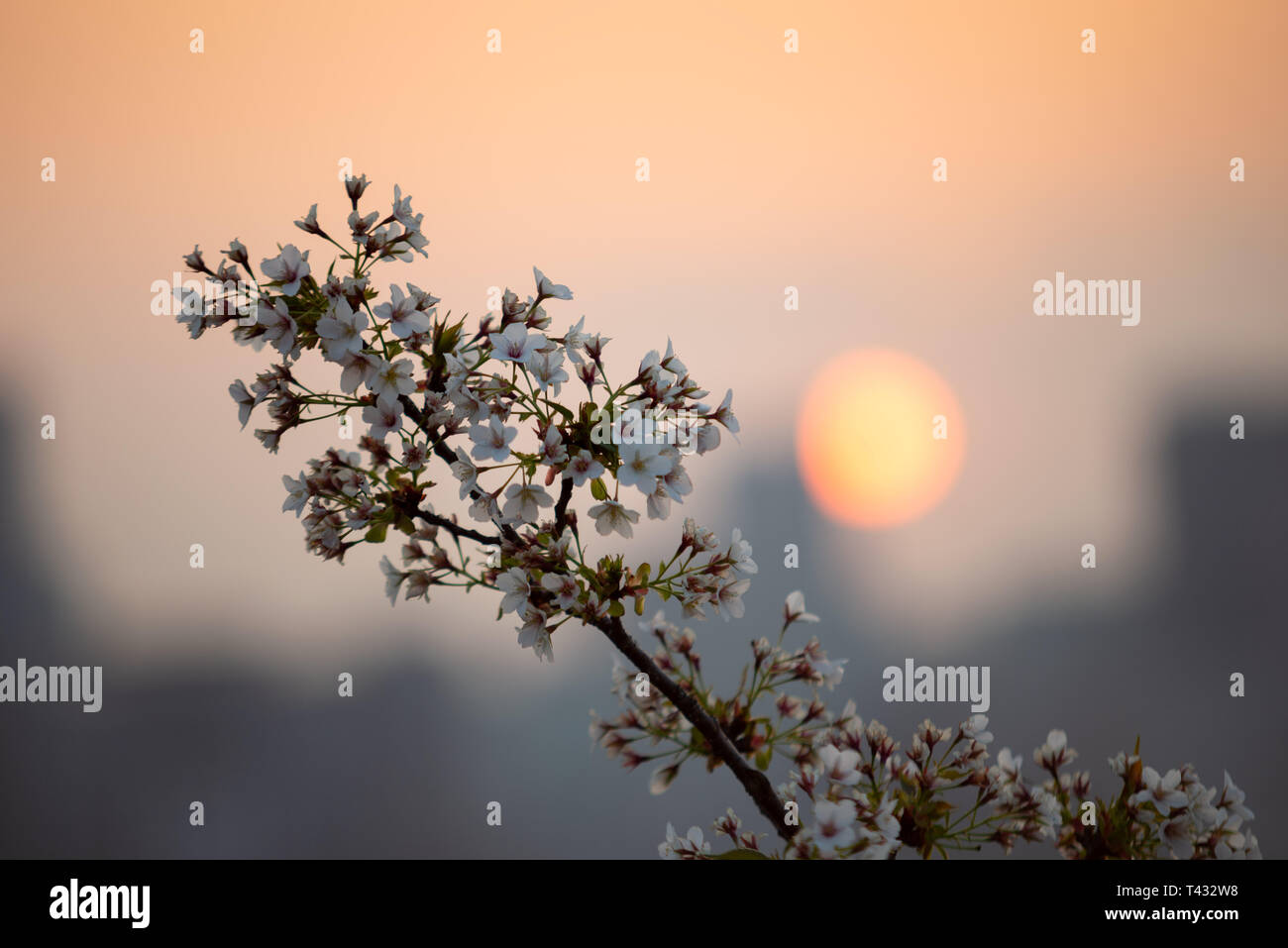 Sakura at hirosaki hi-res stock photography and images - Alamy