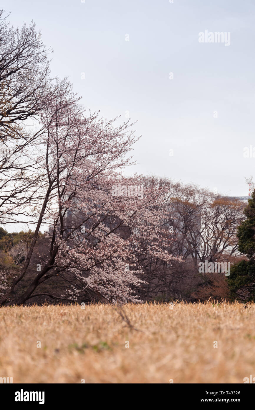 A dried grassland with a Sakura tree Stock Photo - Alamy