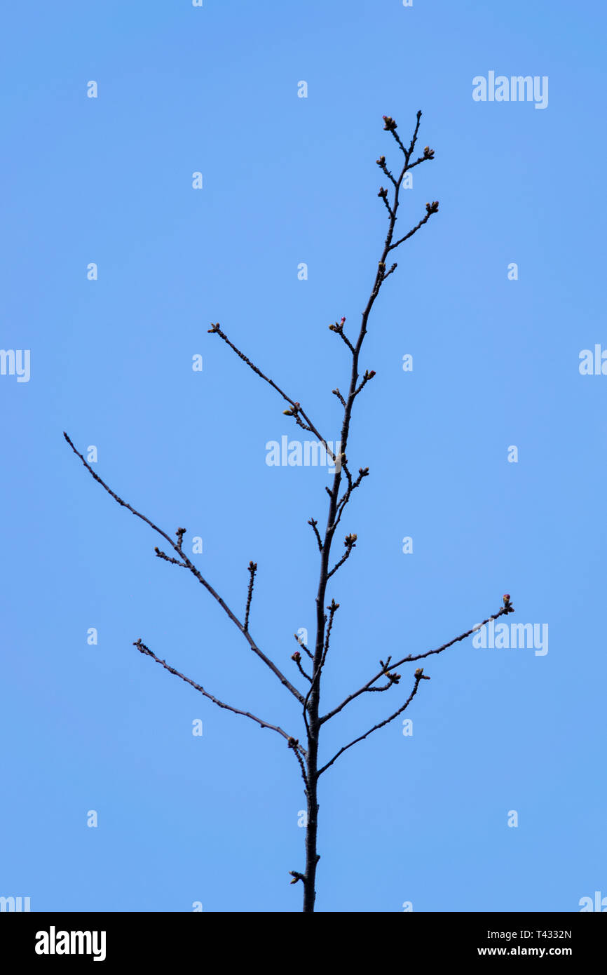 A tree branch Stock Photo - Alamy