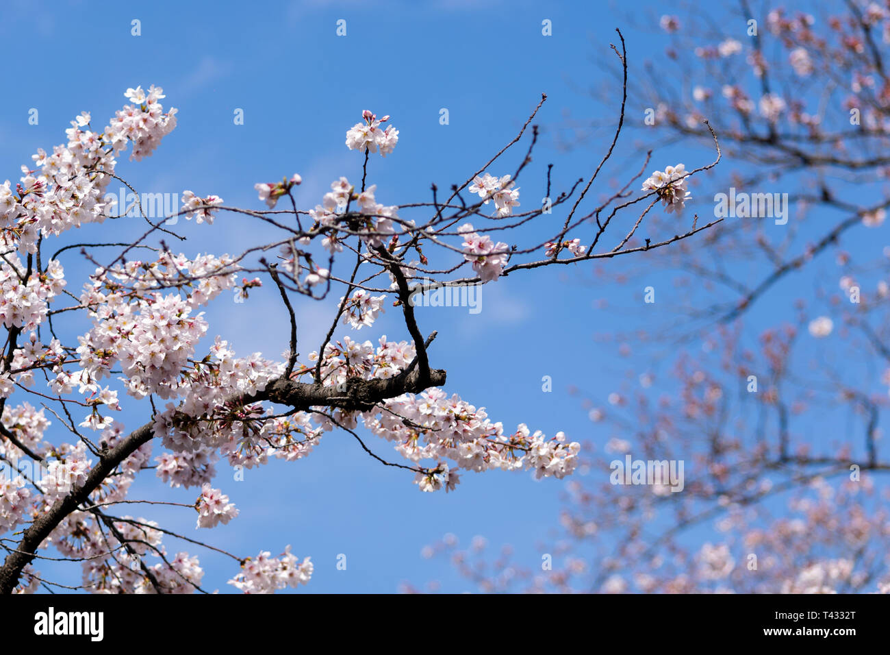 A flower branches Stock Photo - Alamy