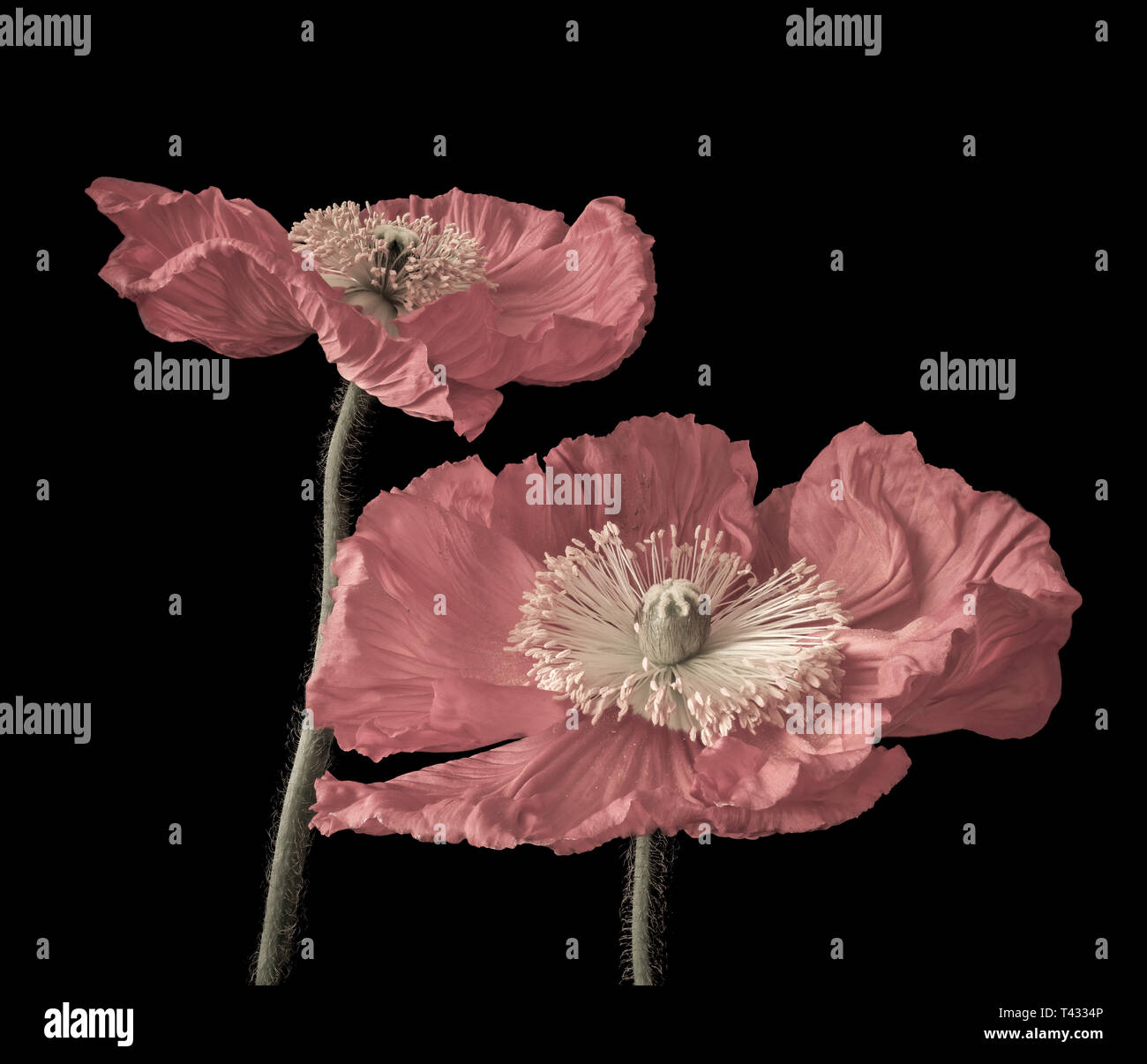 Dark pink poppy hi-res stock photography and images - Alamy