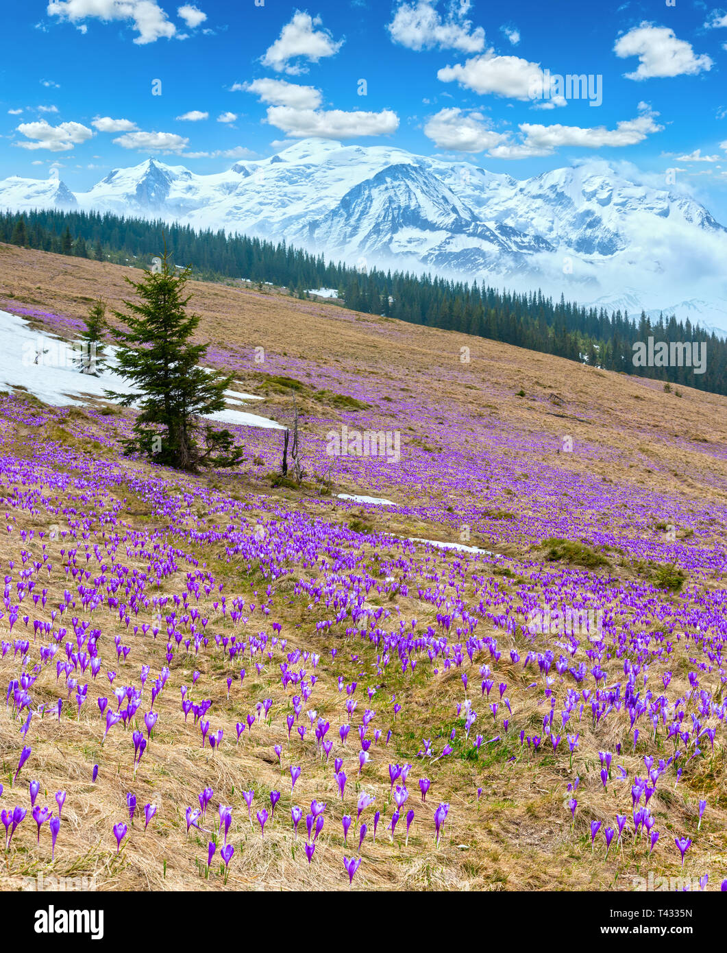 Blooming purple violet Crocus heuffelianus (vernus) alpine flowers on ...
