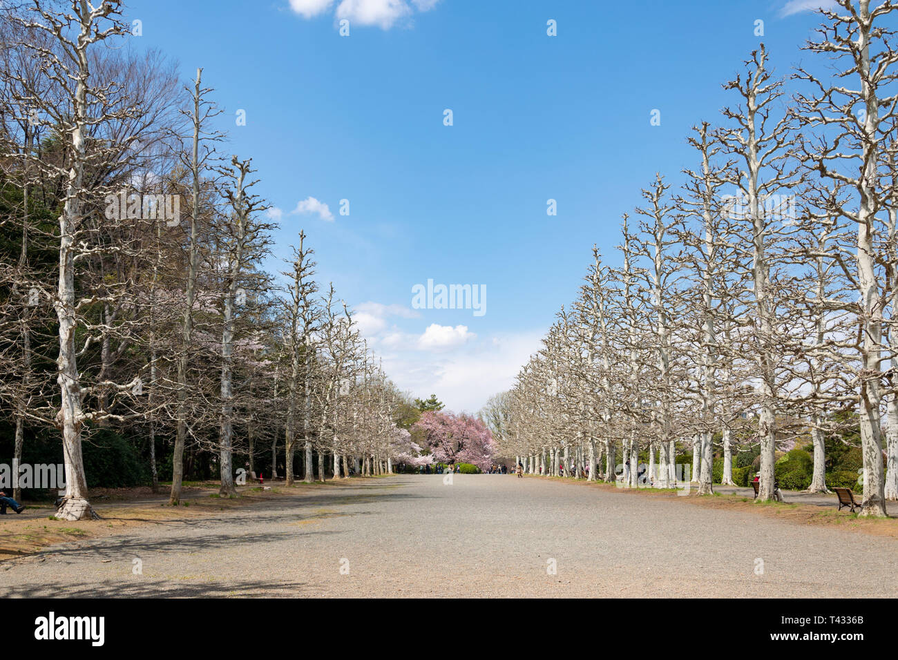 A symmetrical alignment of leaflet trees Stock Photo - Alamy