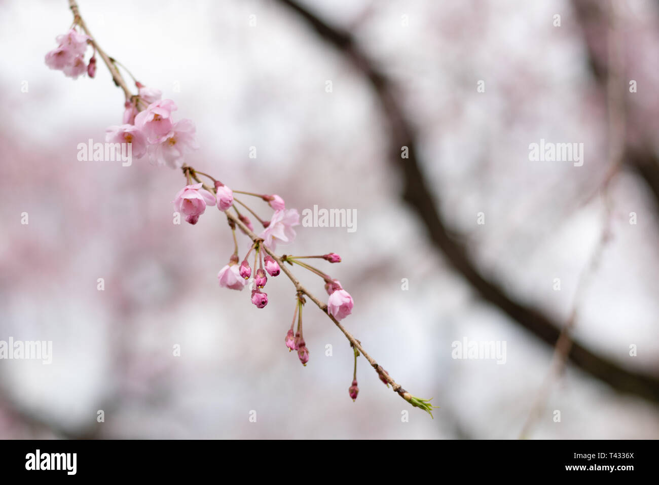 Pink branch of flowers Stock Photo - Alamy