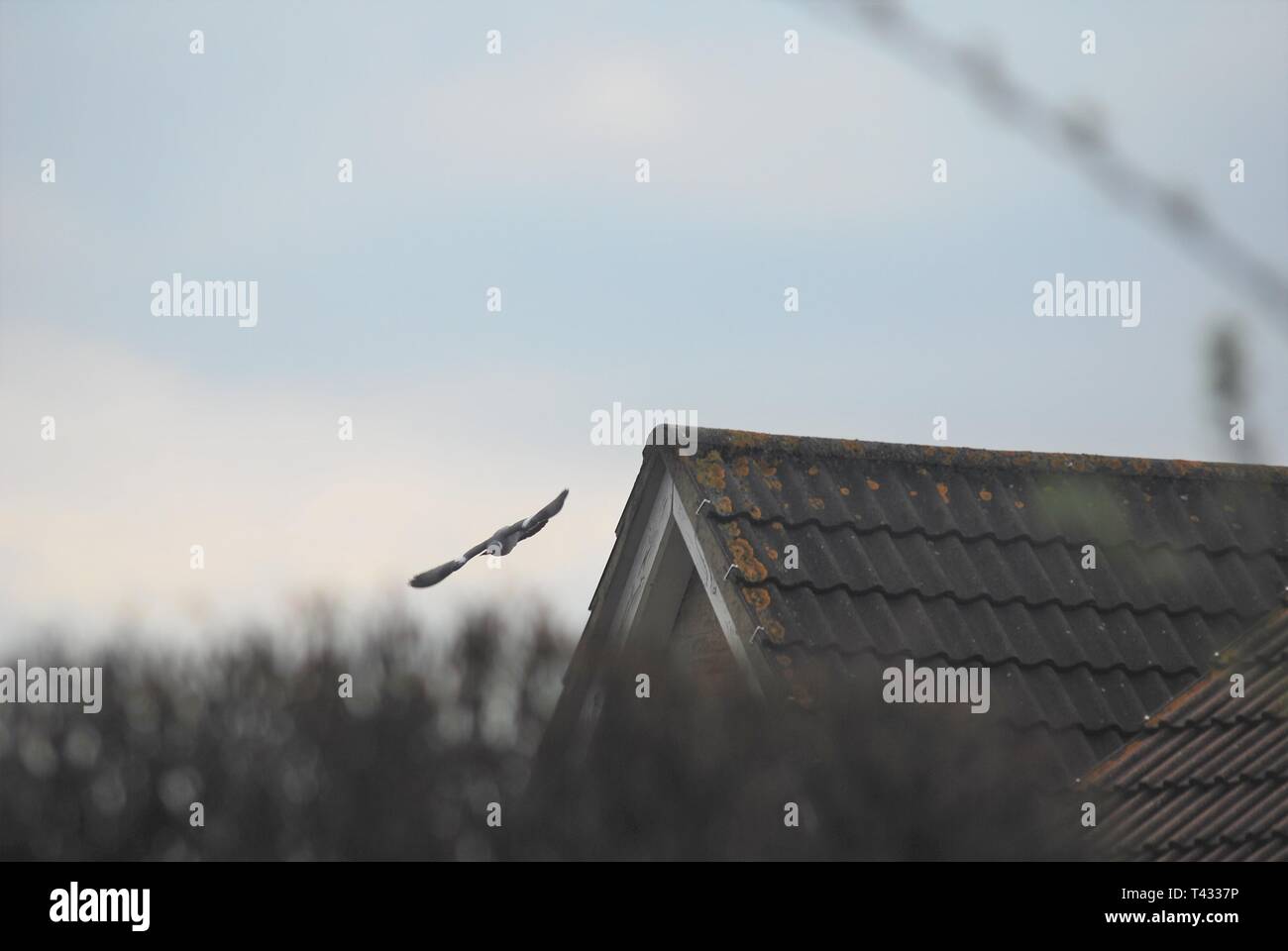 Pigeon flying off an urban roof Stock Photo - Alamy