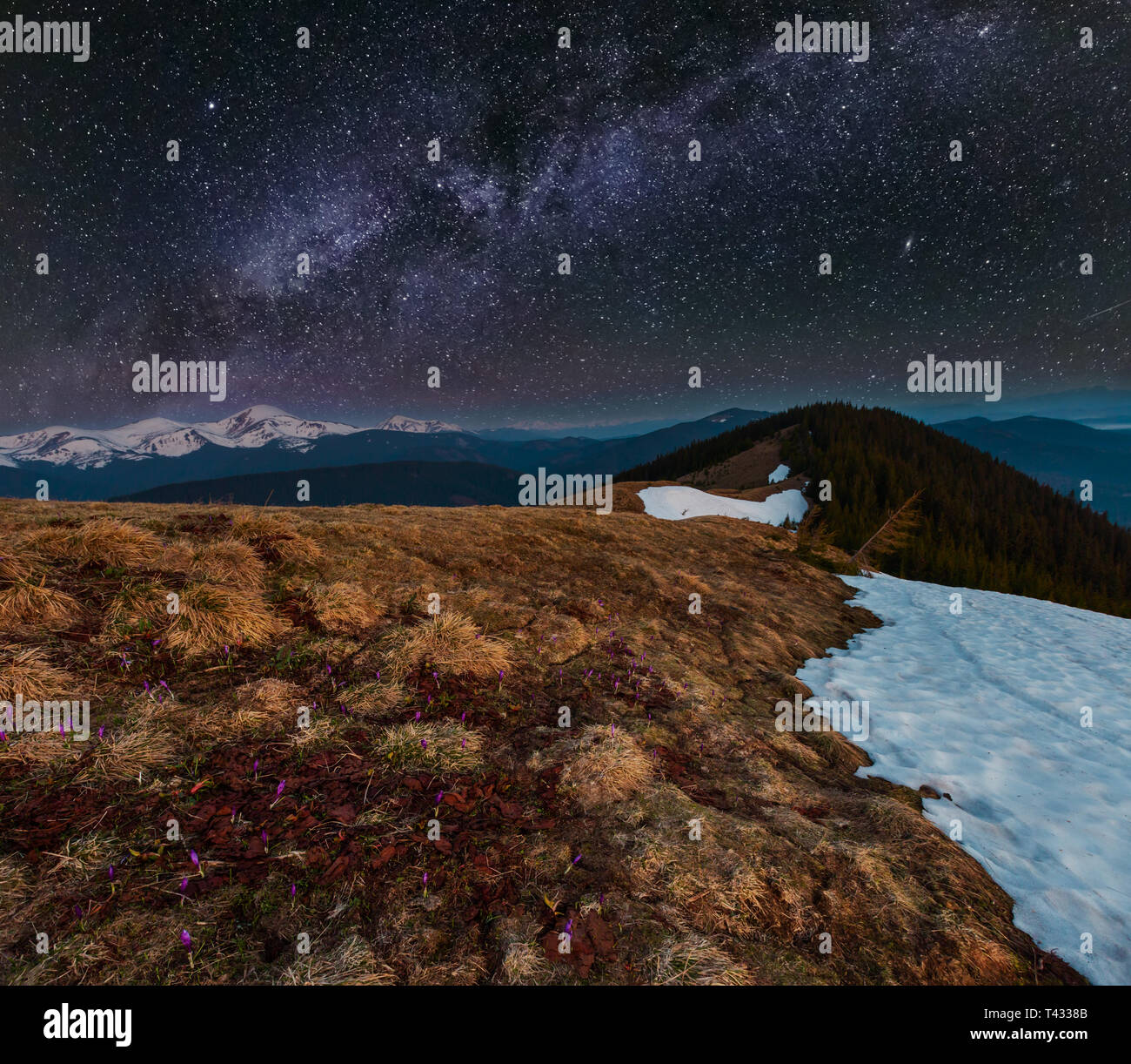 Starry night flower hi-res stock photography and images - Alamy