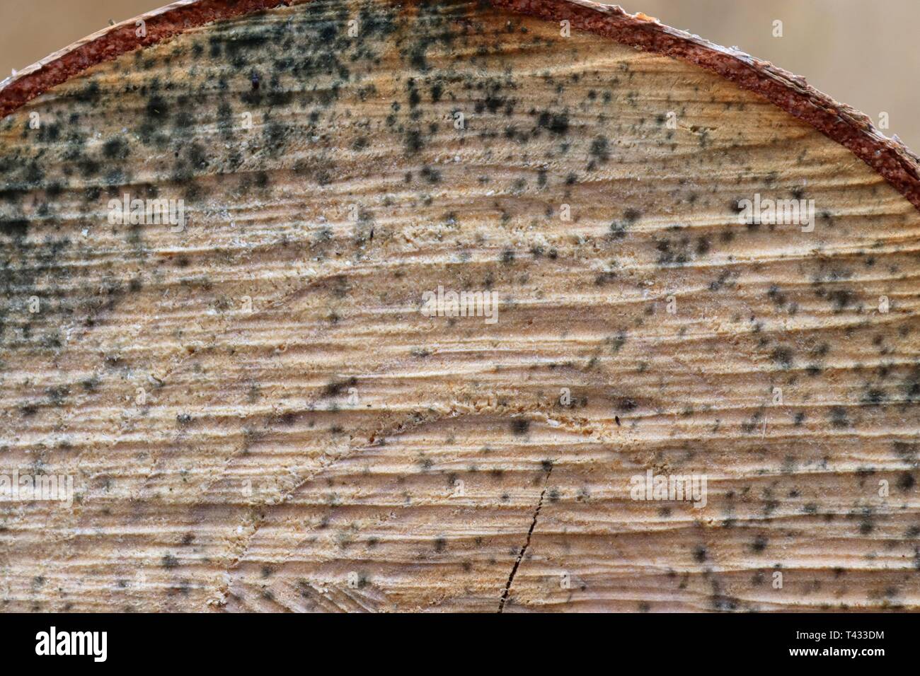 Beautiful weathered and aged wood surfaces with a stunning patina in ...