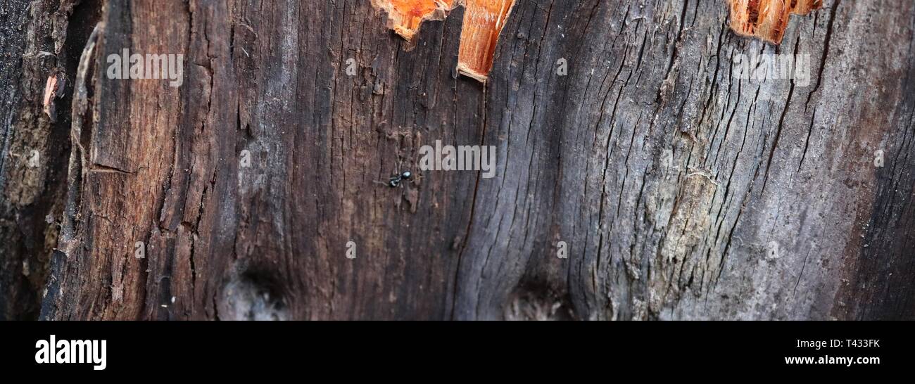 Beautiful weathered and aged wood surfaces with a stunning patina in ...