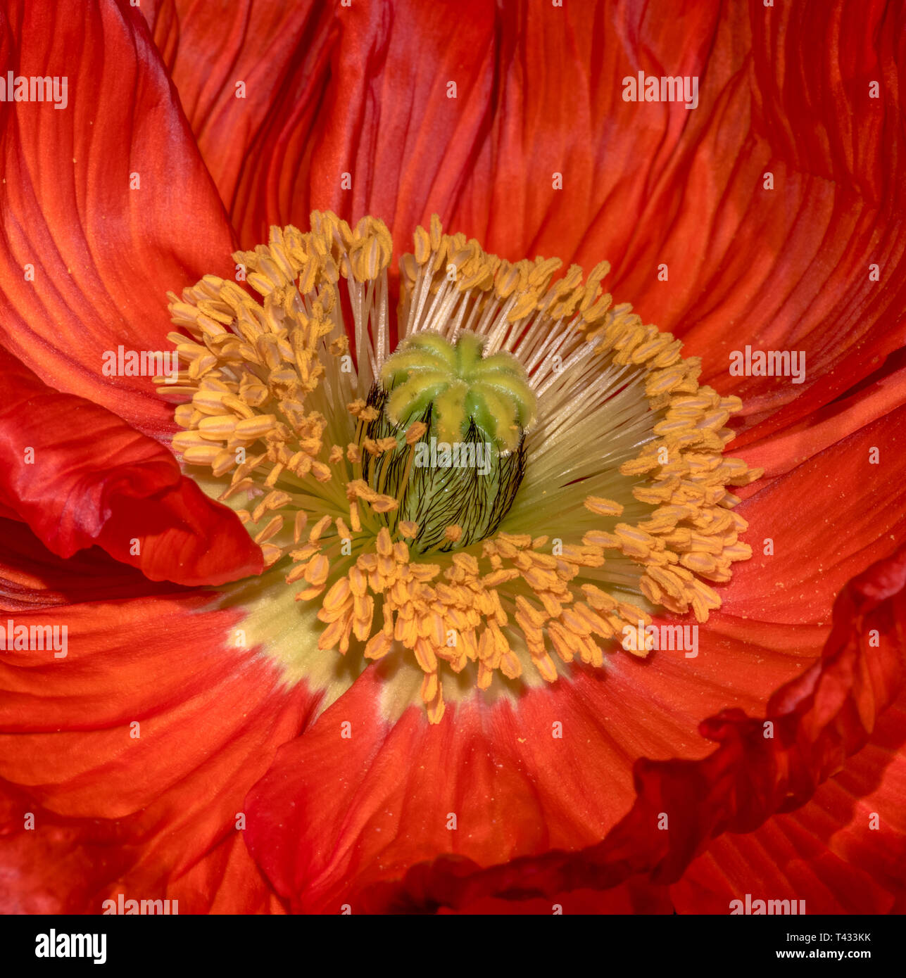 Flower Center Texture