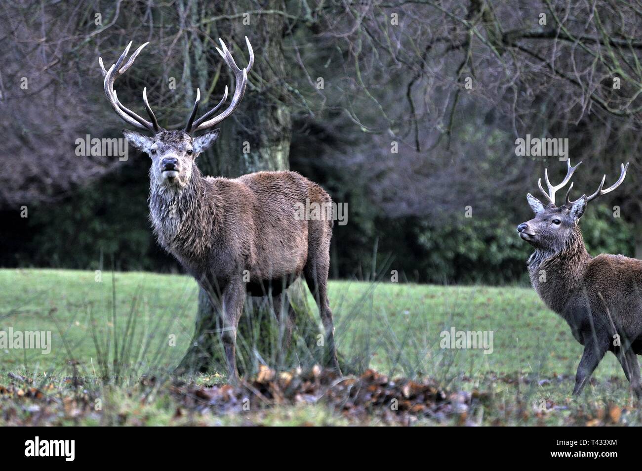 Two deer together Stock Photo - Alamy