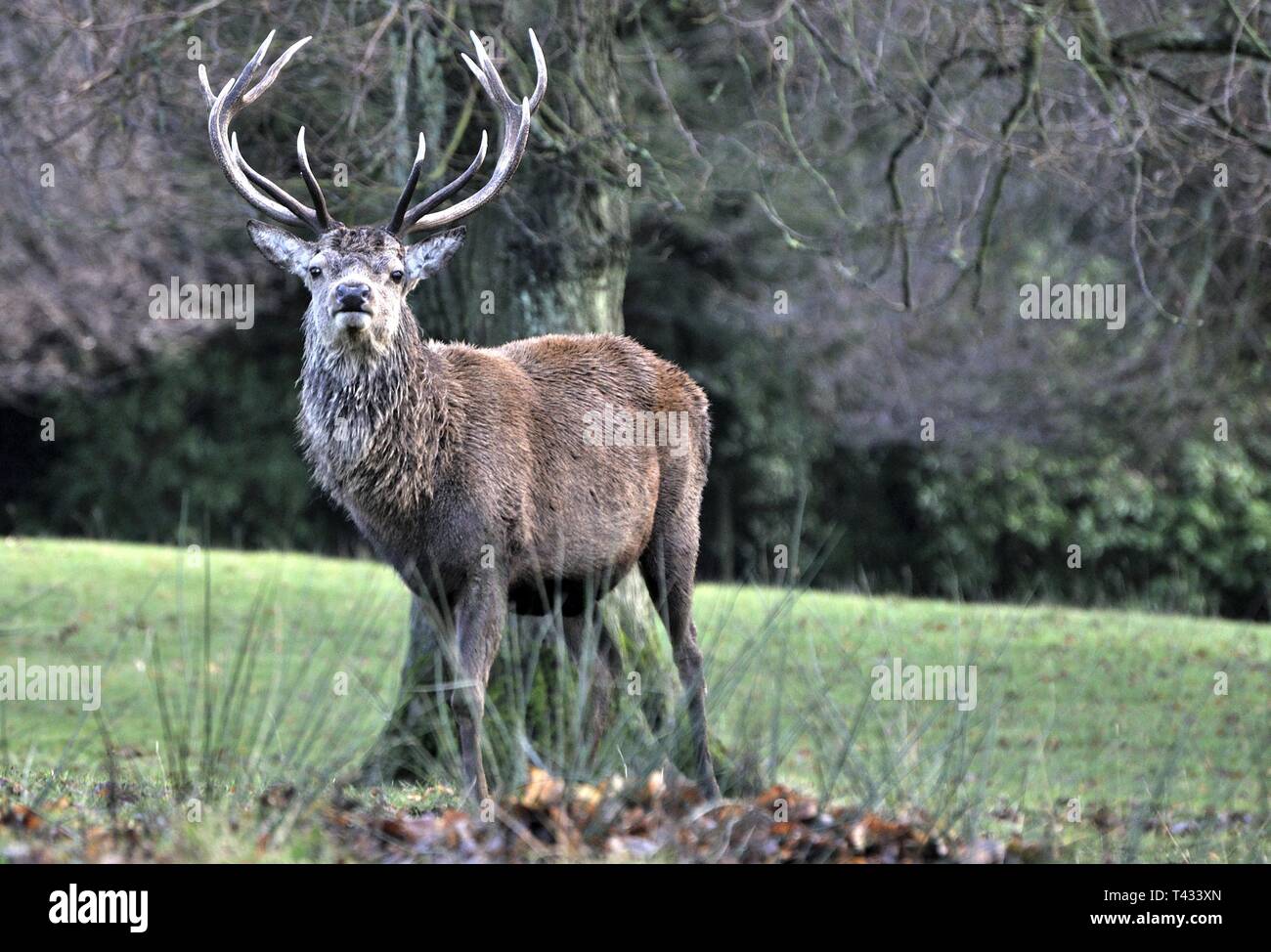 Single deer hi-res stock photography and images - Alamy