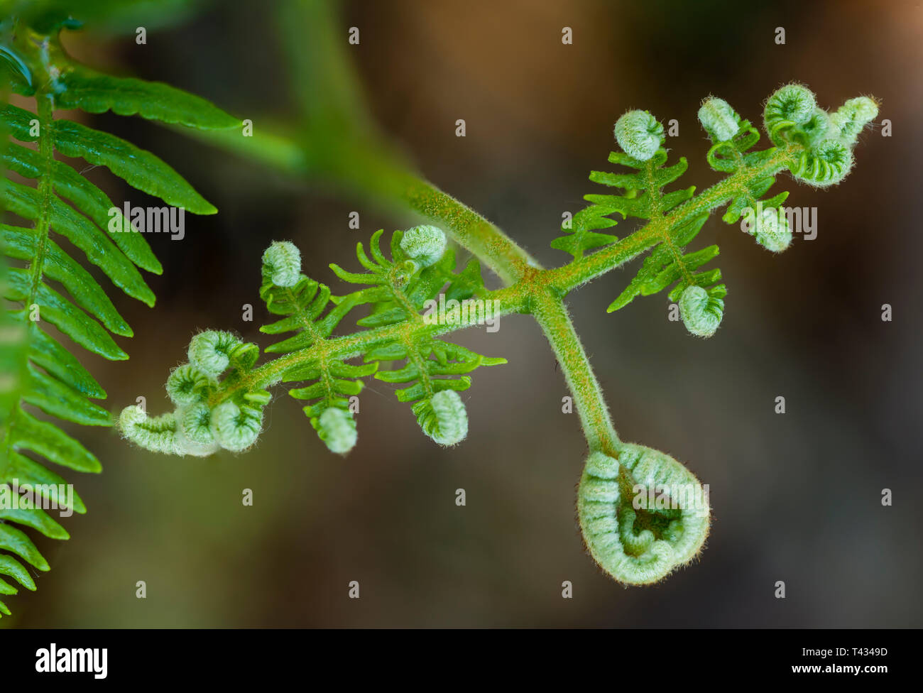 Bracken fern leaves rolling out in spring development, Spain Stock ...