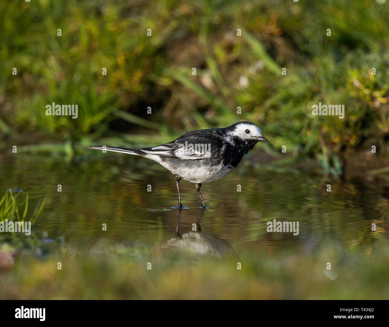 Eurasian wagtail hi-res stock photography and images - Alamy