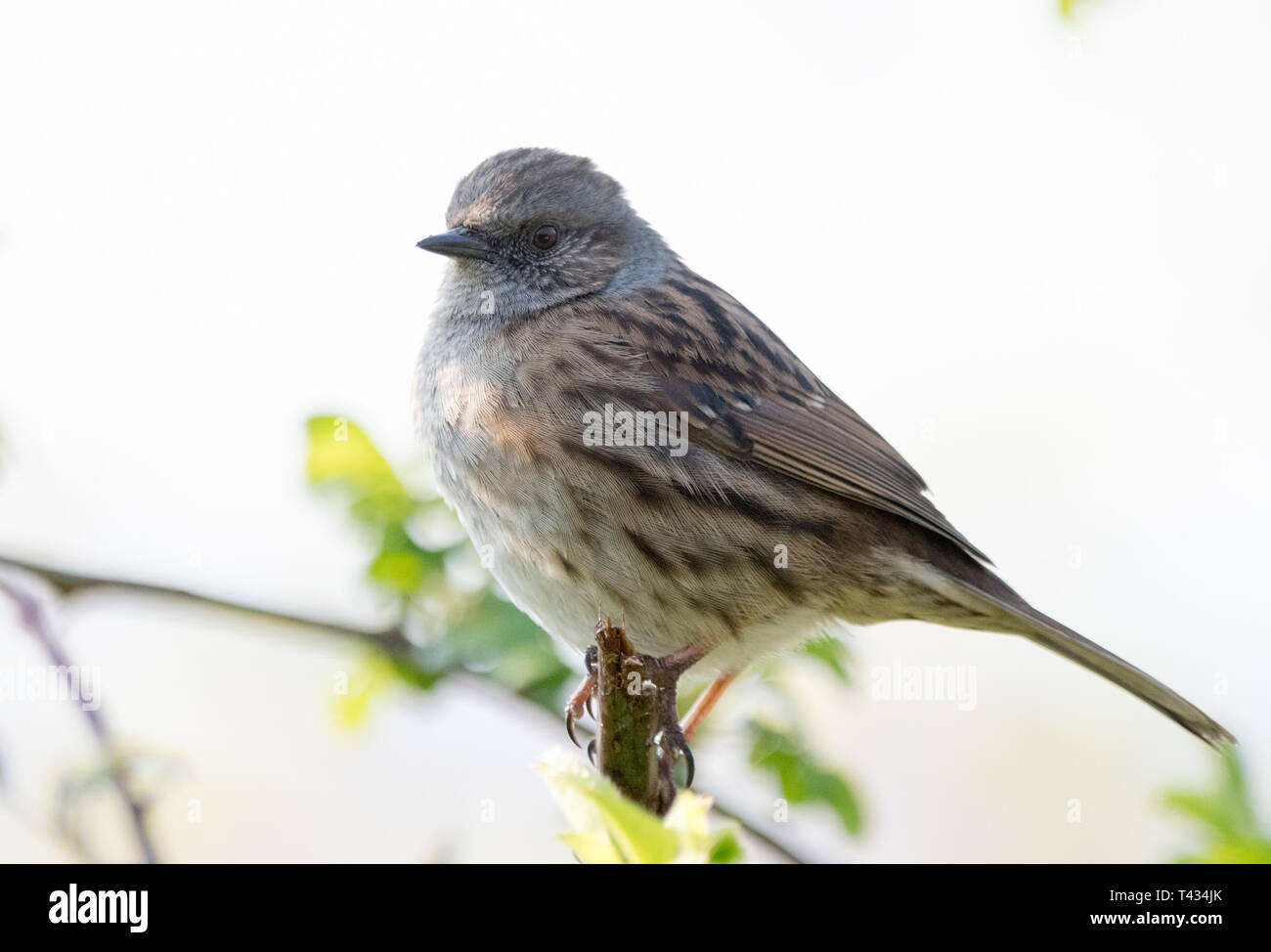 Dunnock (Prunella modularis Stock Photo - Alamy